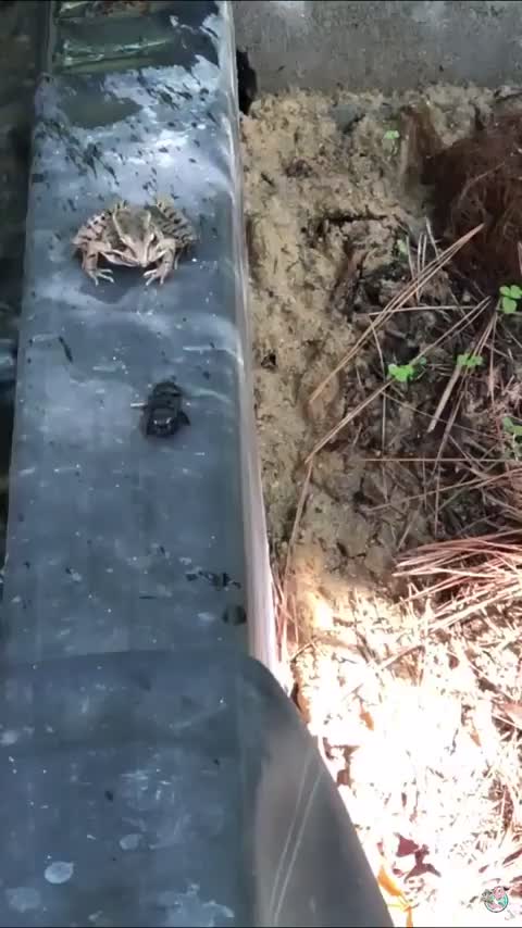 Frog punches a beetle | Scrolller