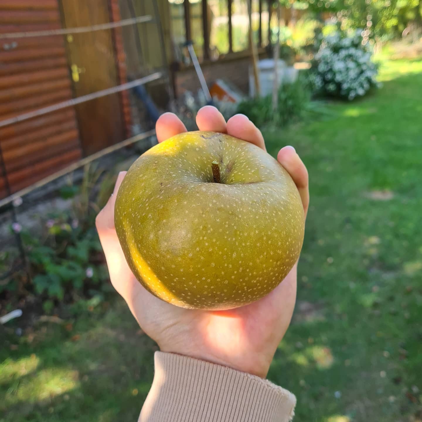From our 20+ year old korean pear tree in London. | Scrolller