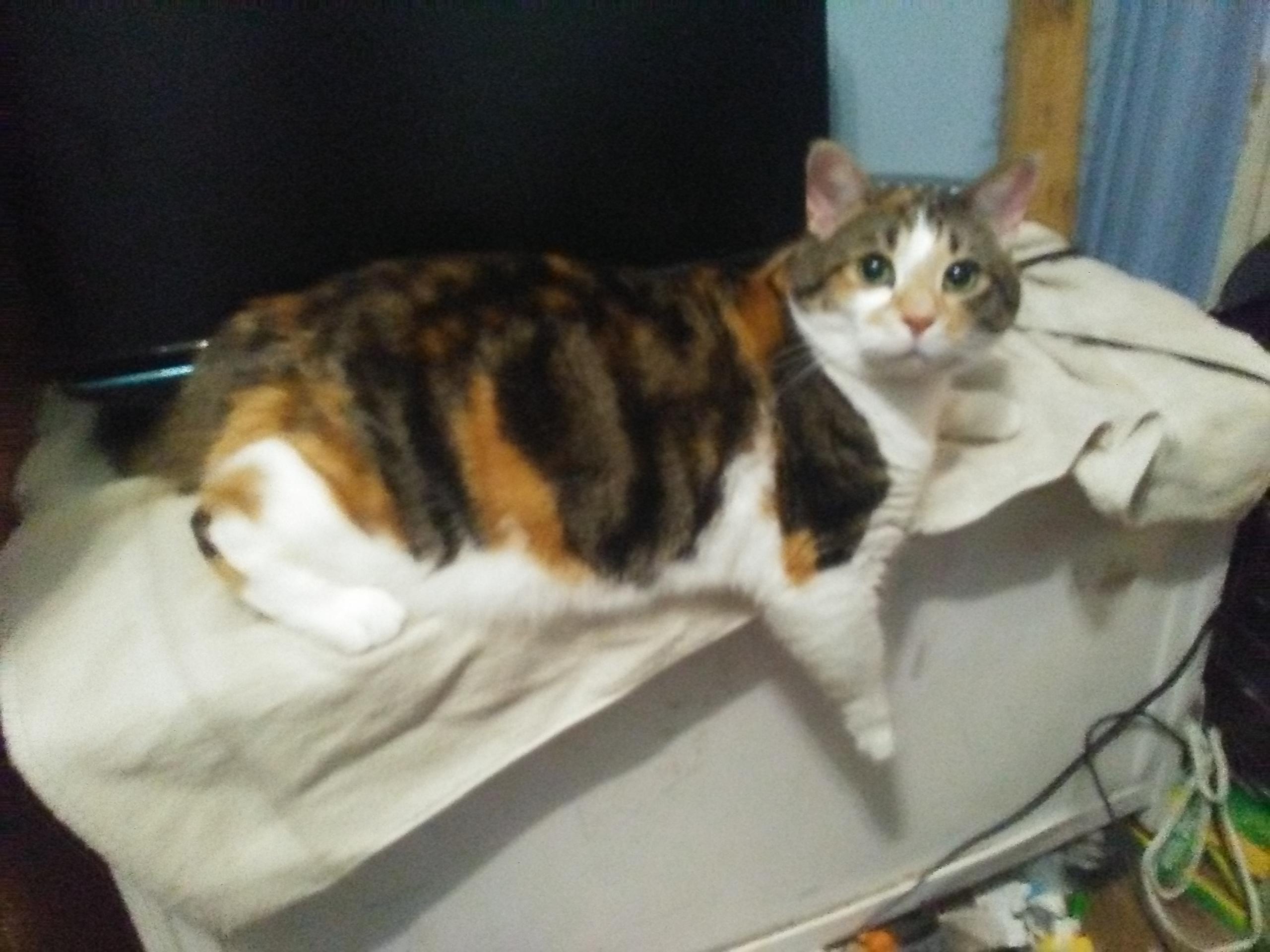 From this angle she looks like a CHONK | Scrolller