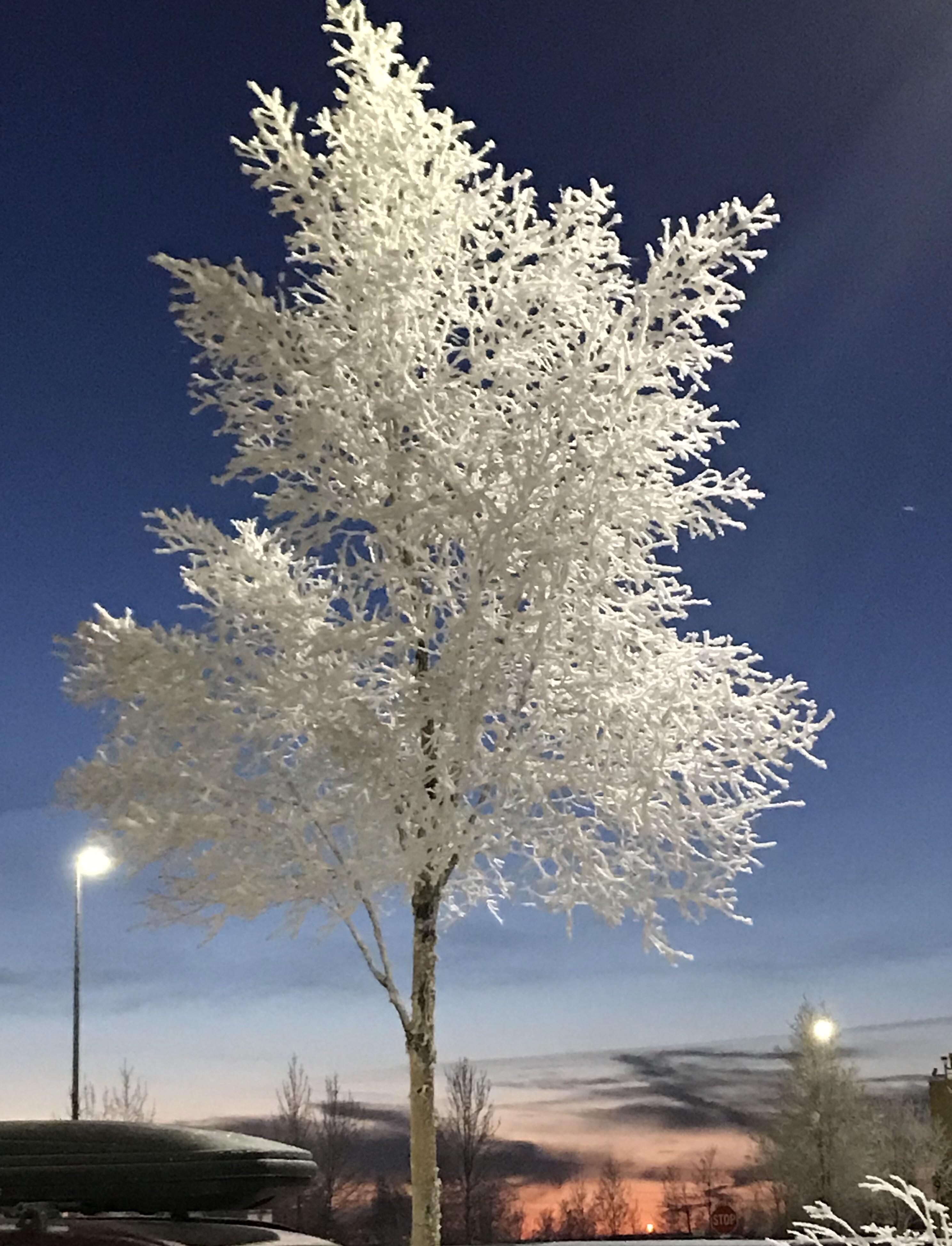 Frosted trees are my favorite | Scrolller
