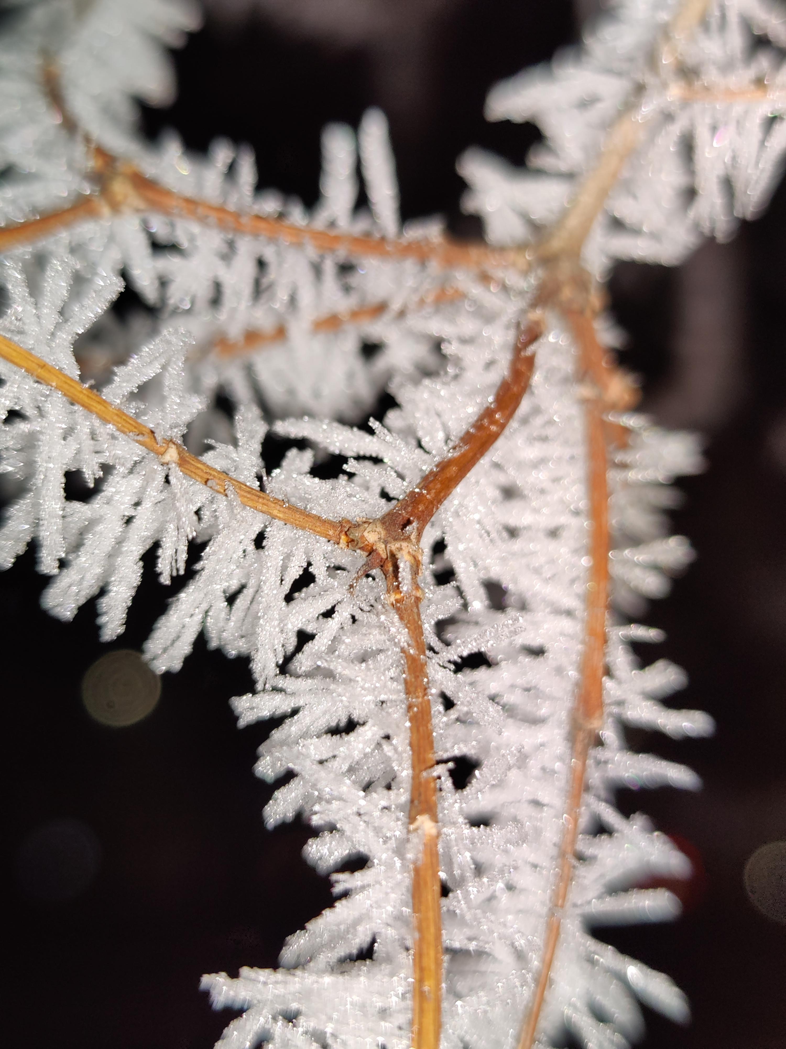 Frozen branch [3000x4000] [OC] | Scrolller