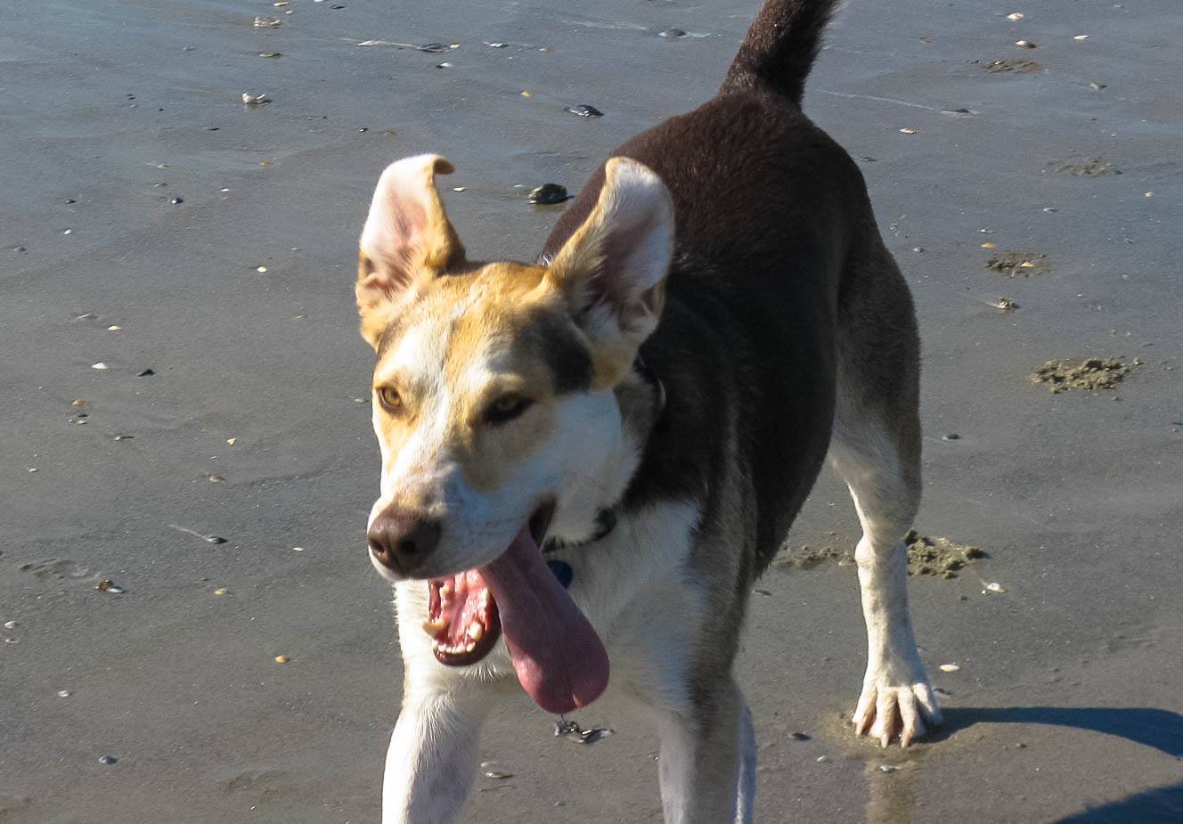 Full derp at the beach [X-post /r/AnimalsBeingDerps] | Scrolller