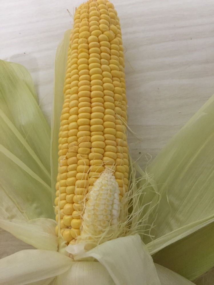 Full frontal corn peen [NSFW][x-post from /r/mildlypenis] | Scrolller