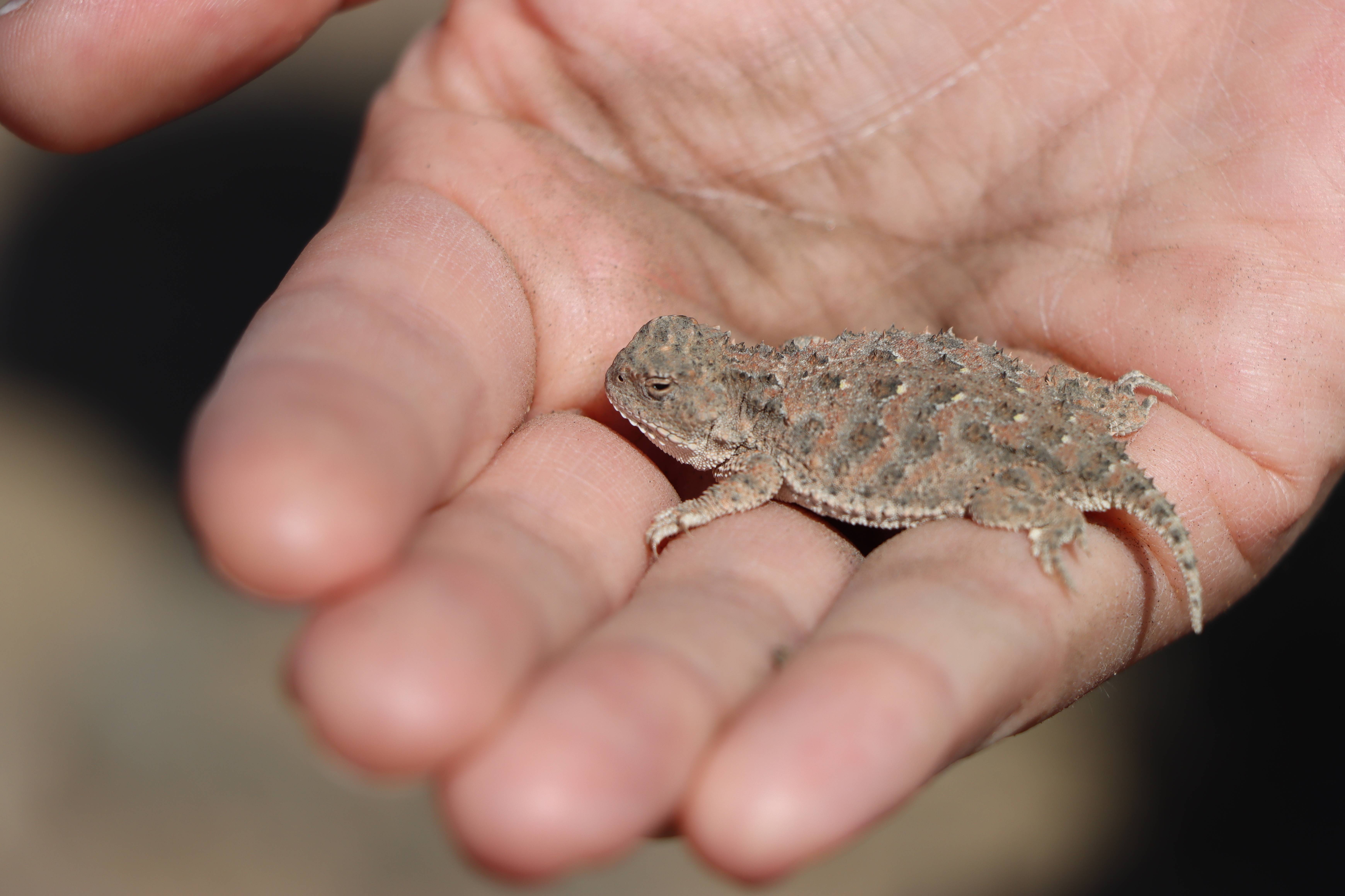 Full Grown Pygmy Short Horned Lizard | Scrolller
