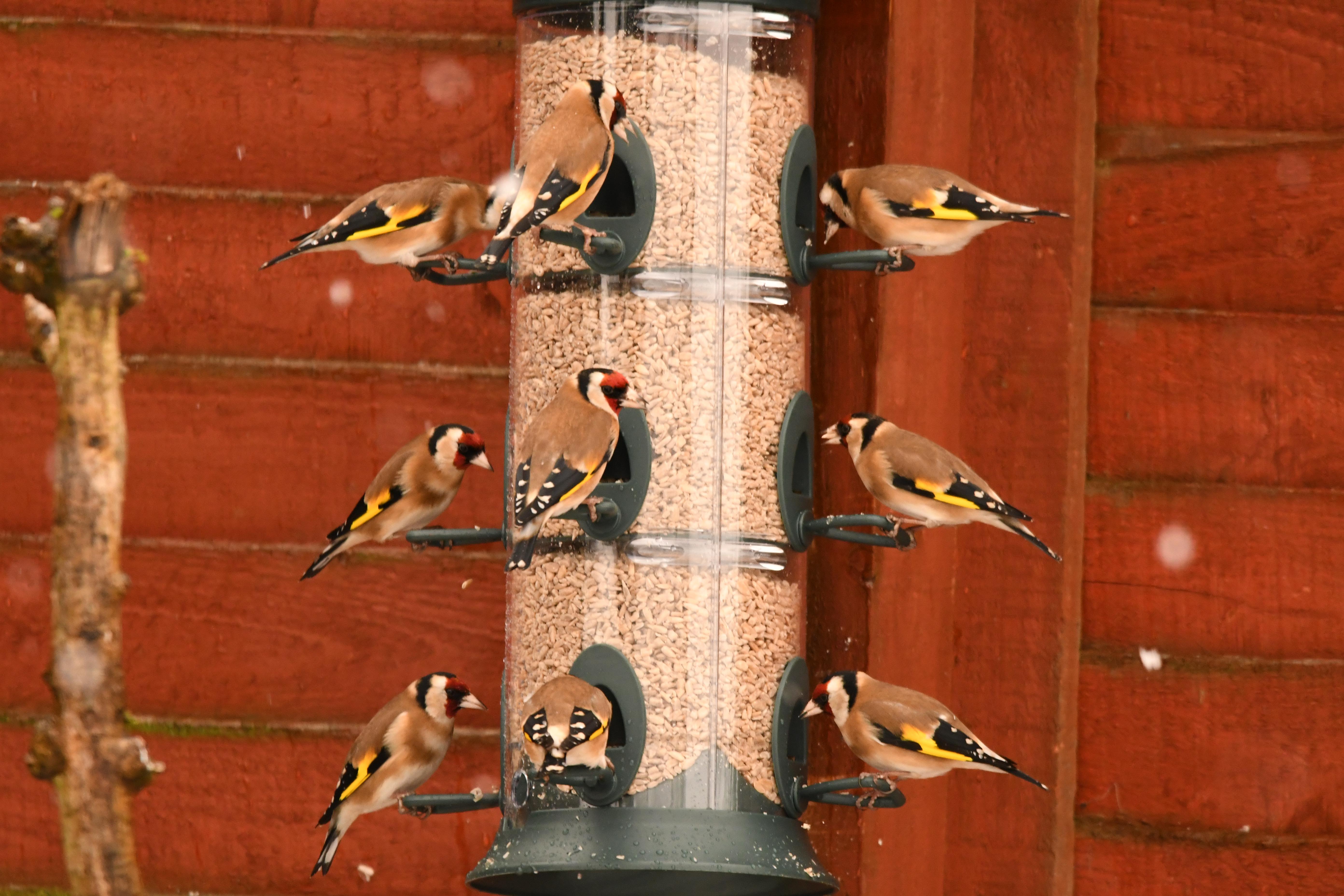 Full house on the new feeder. Nine Goldfinches | Scrolller
