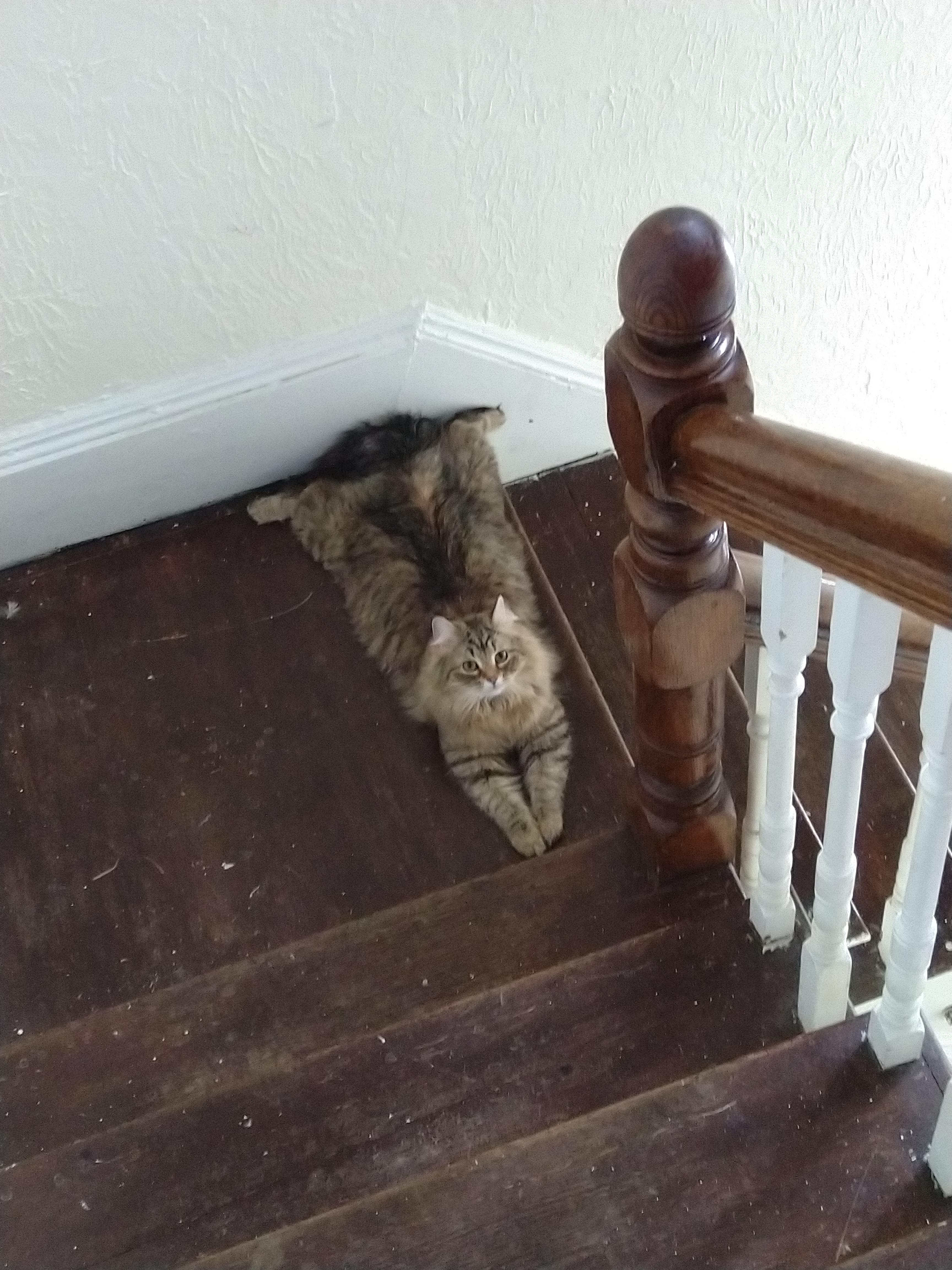 Full sploot on the stair landing | Scrolller