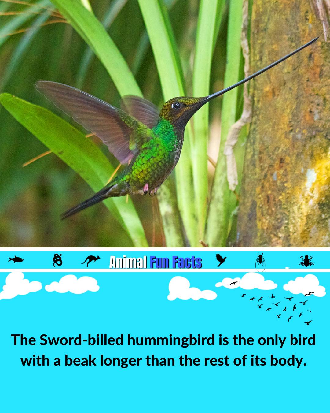 Fun fact | Scrolller