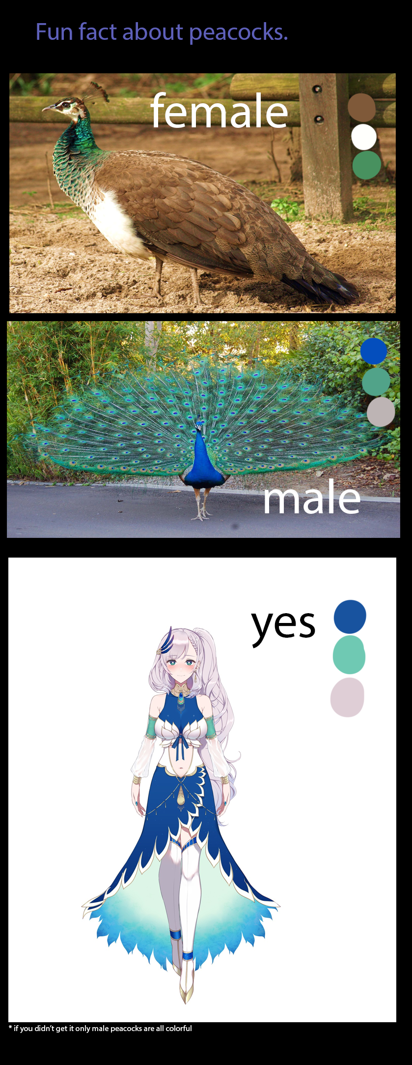 Fun fact about peacocks | Scrolller