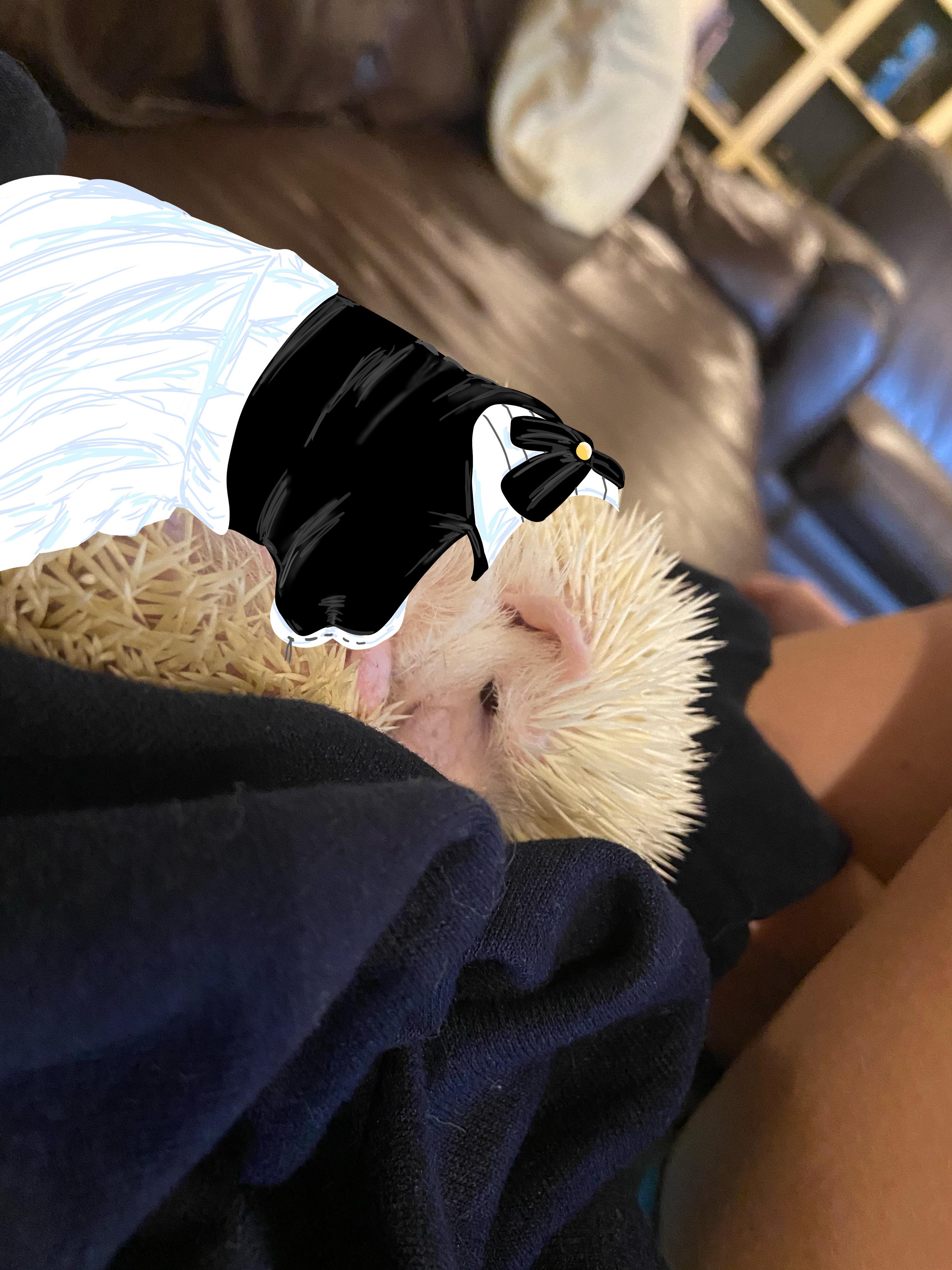 Funny hog | Scrolller