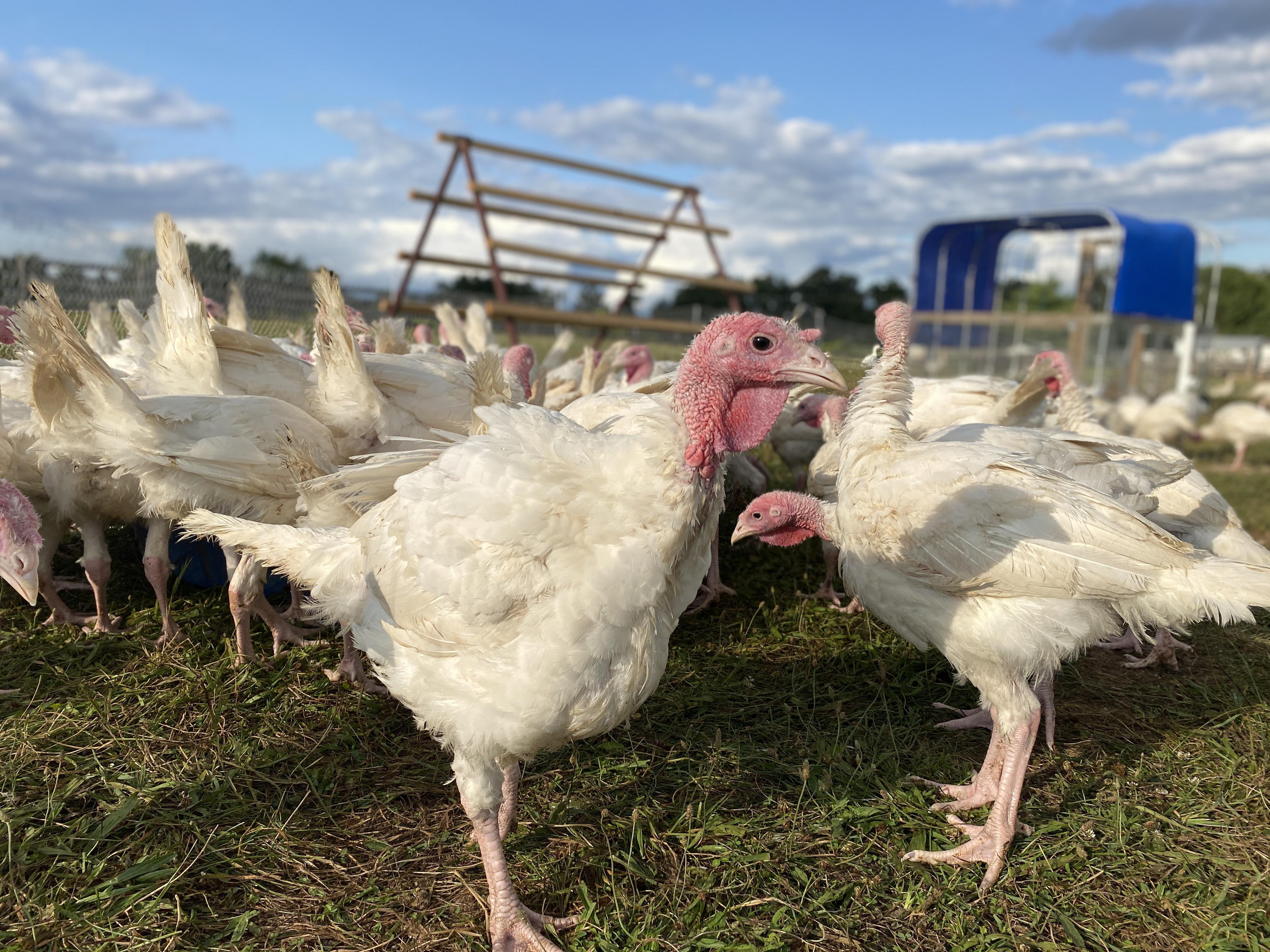 Future holiday dinners are growing nicely! | Scrolller