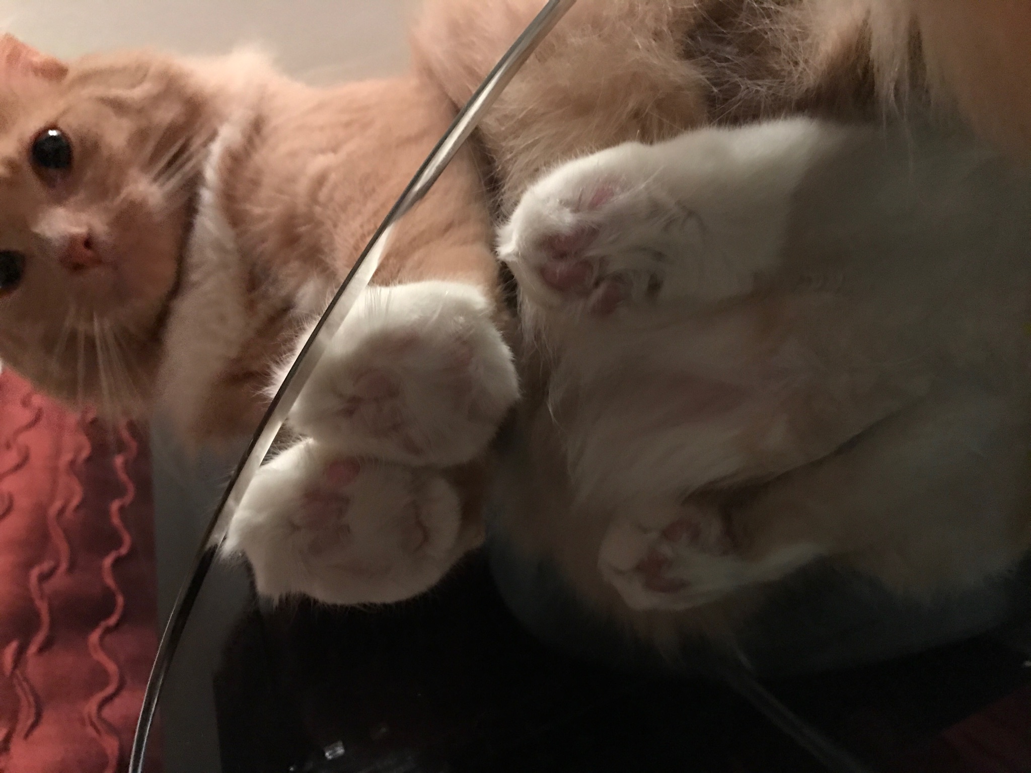 Fuzzy Beans | Scrolller