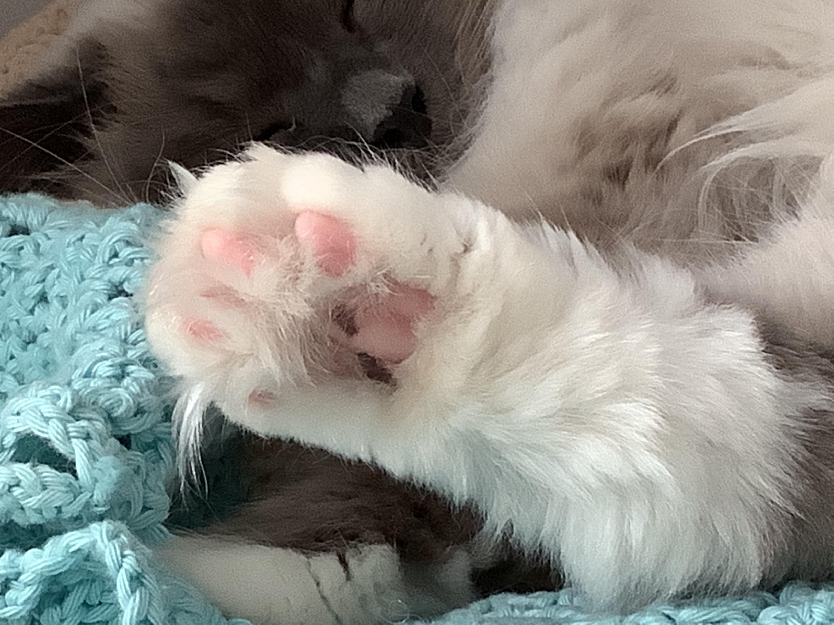 Fuzzy Birman beans 😻 | Scrolller