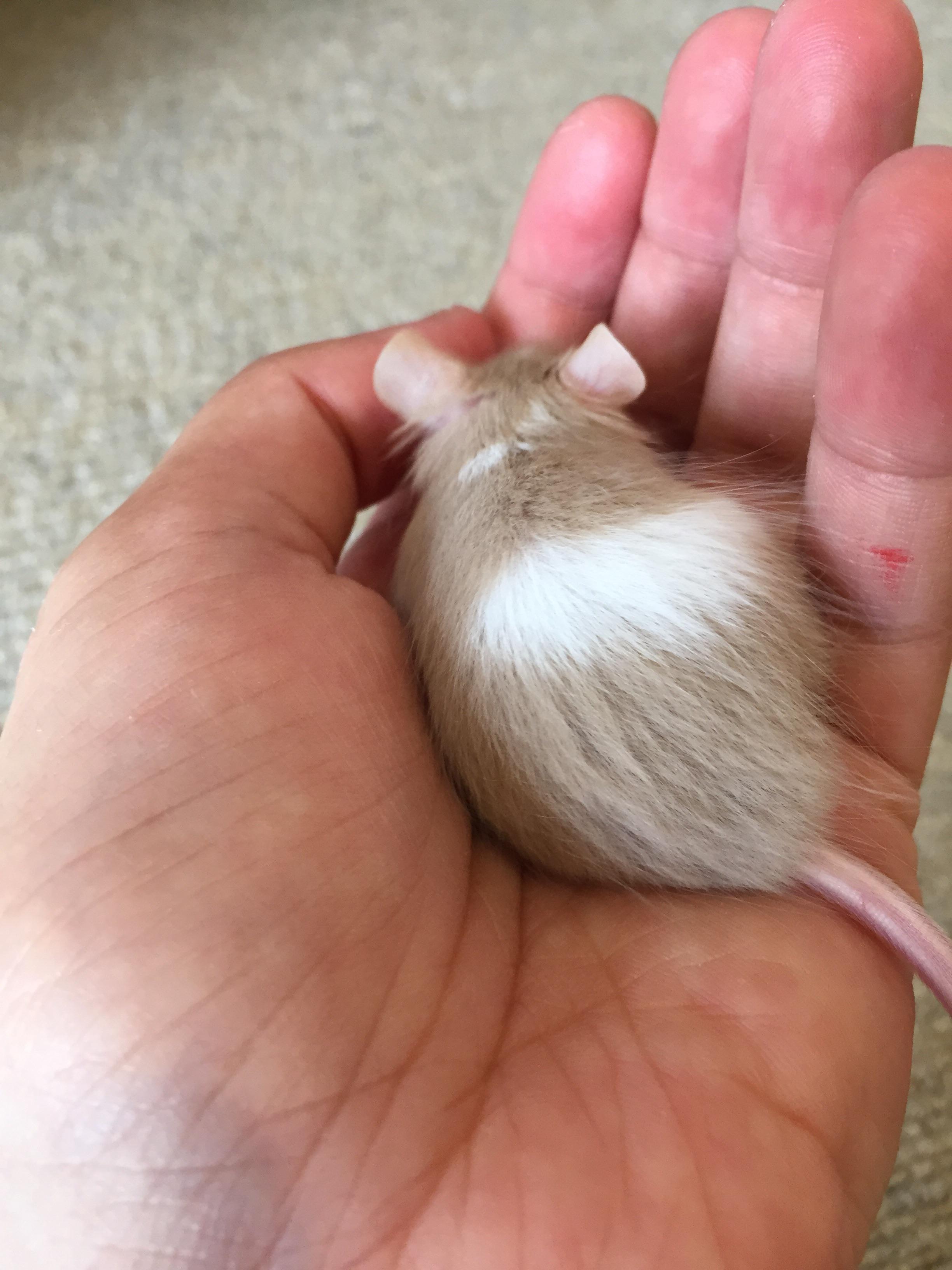 Fuzzy bub | Scrolller