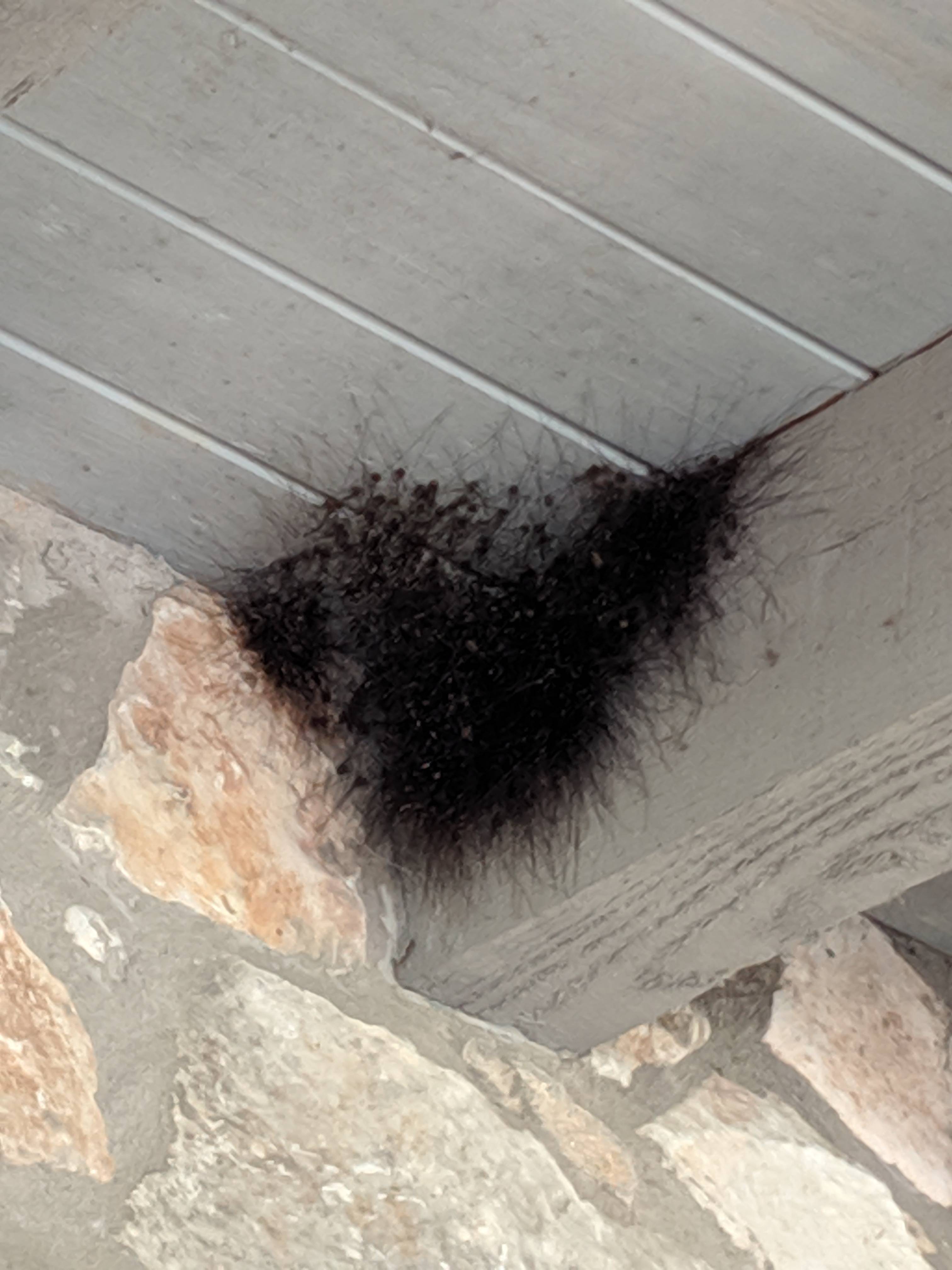 Fuzzy clump of daddy long legs | Scrolller