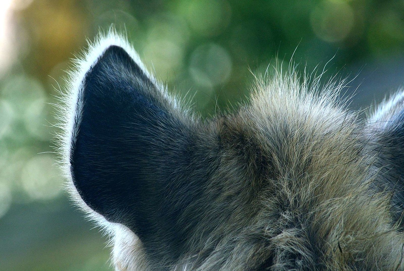 Fuzzy head | Scrolller