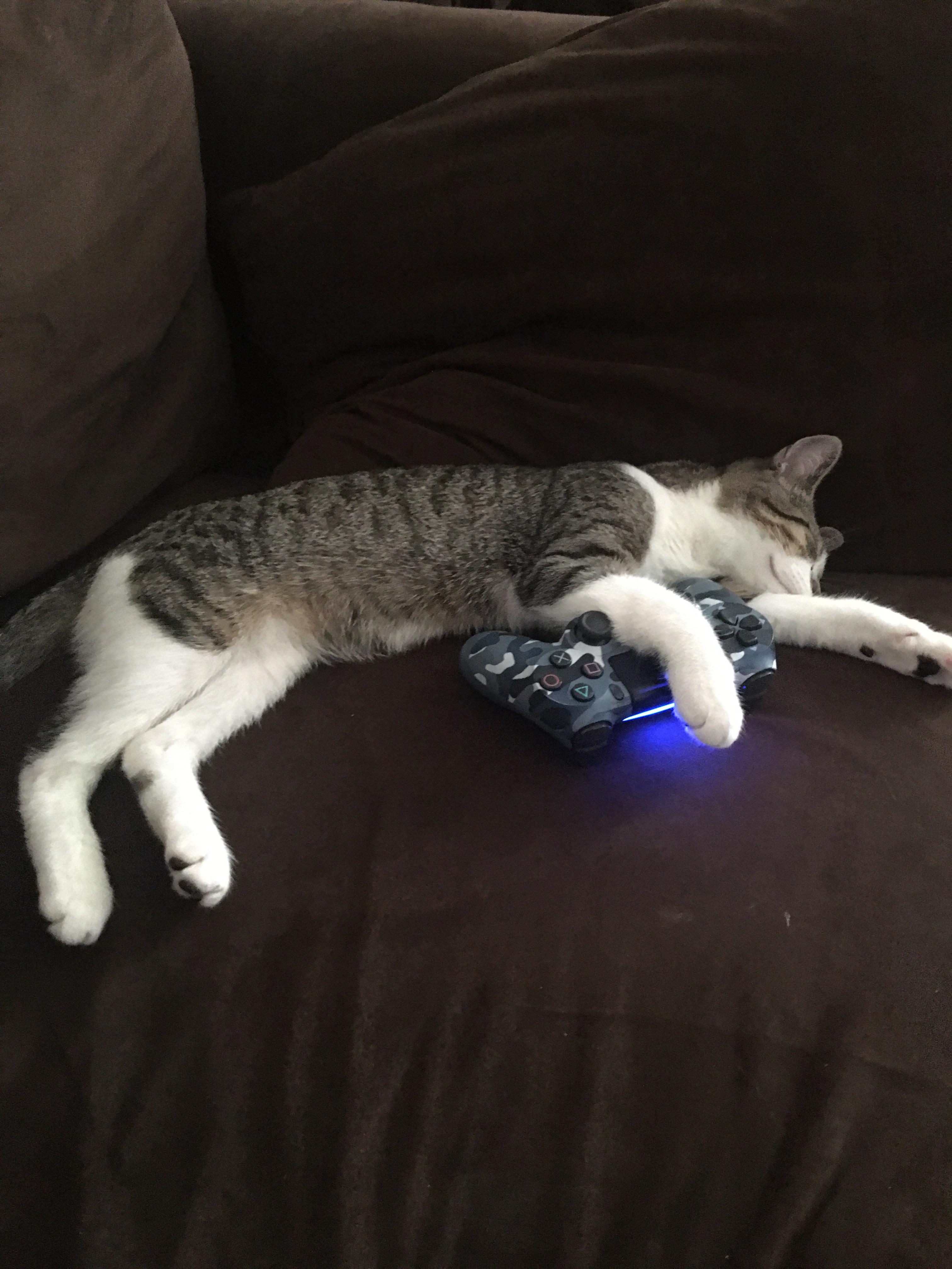 Gamer Cat | Scrolller