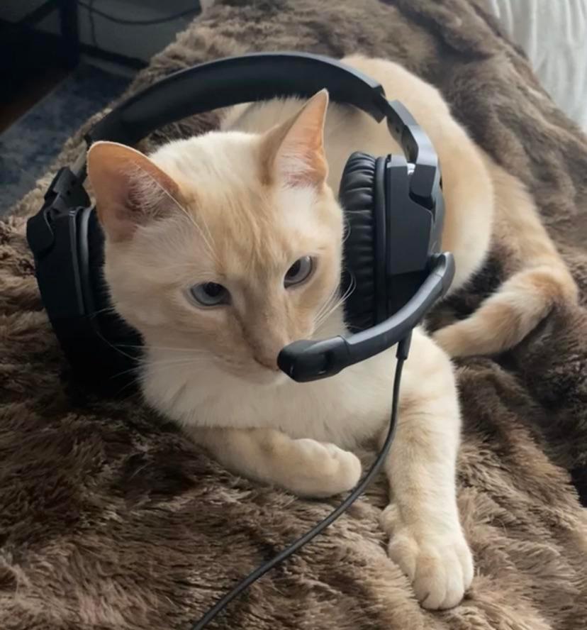 Gamer cat | Scrolller