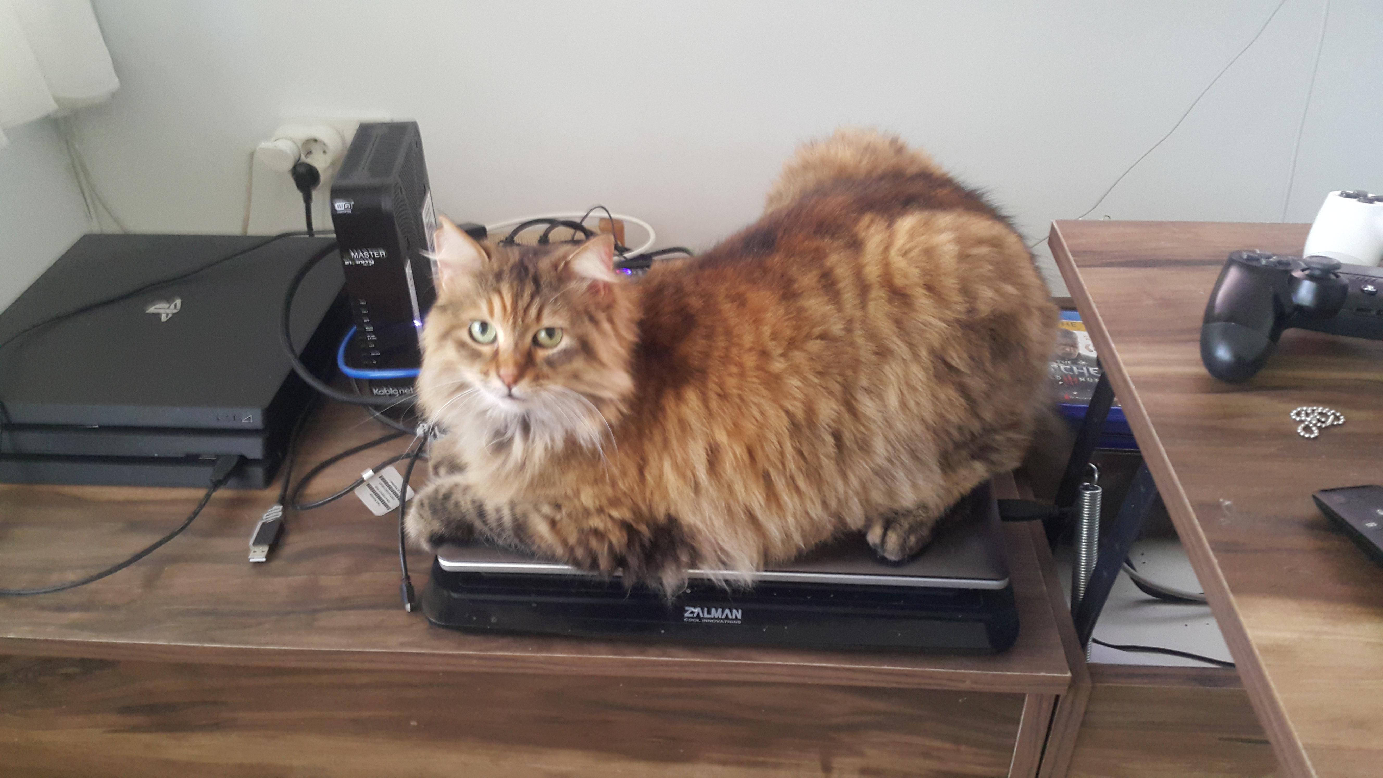 Gamer chonk | Scrolller