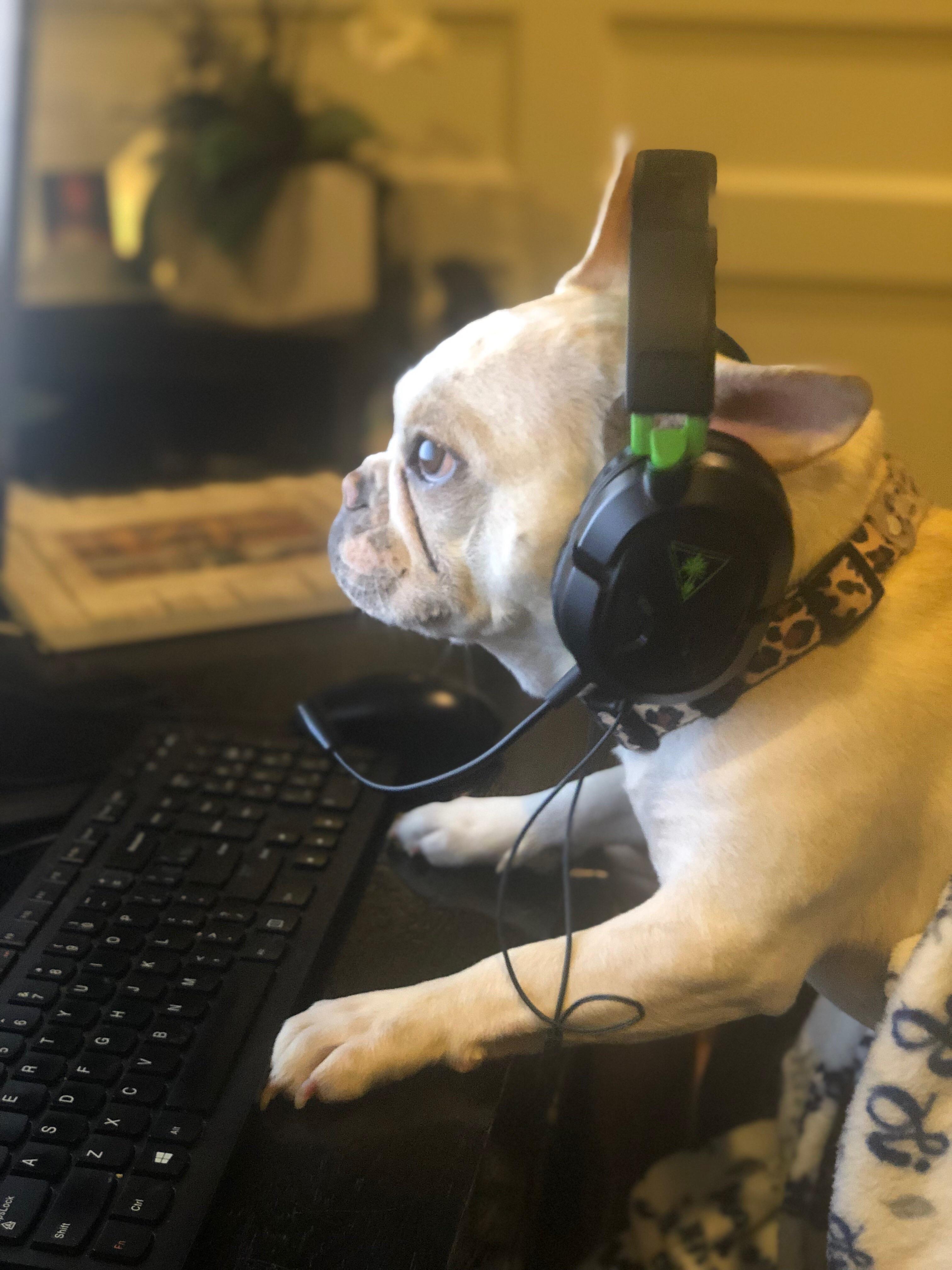 Gamer Frenchie | Scrolller