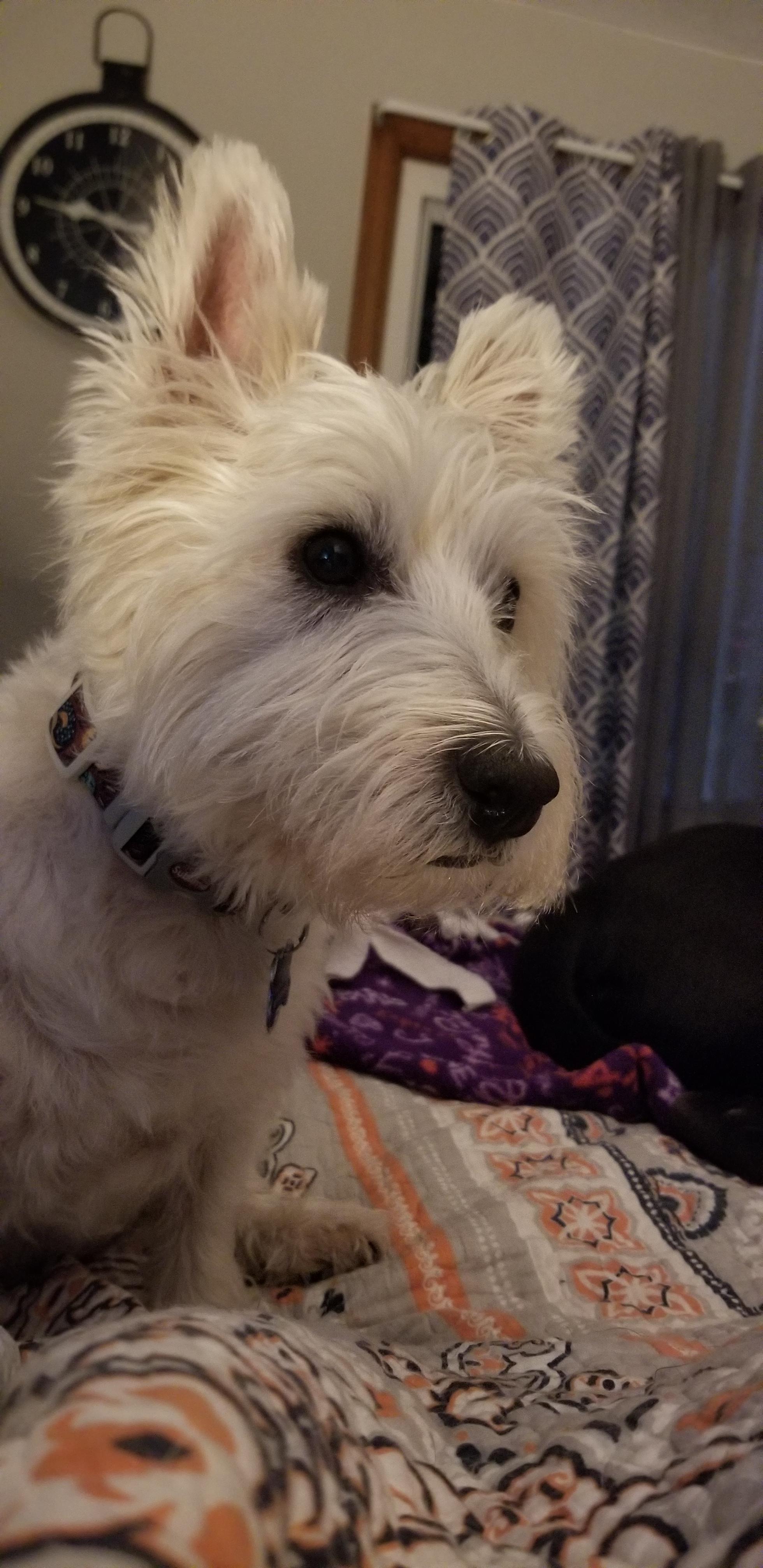 Discover more like WestHighlandTerriers: Gandalf - a Westie I will never forget and Related ...
