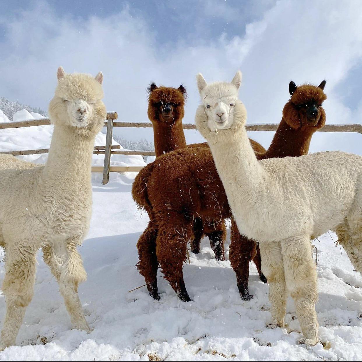 GANG GANG GANG | Scrolller