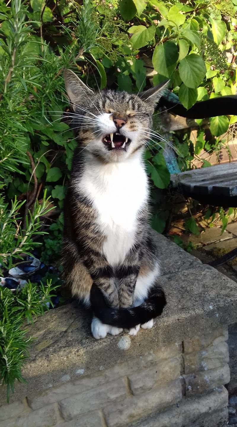 Garden scrunge | Scrolller