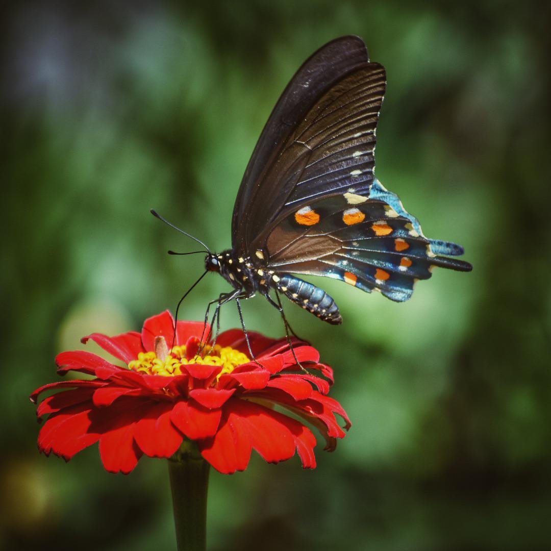 Garden visitor | Scrolller