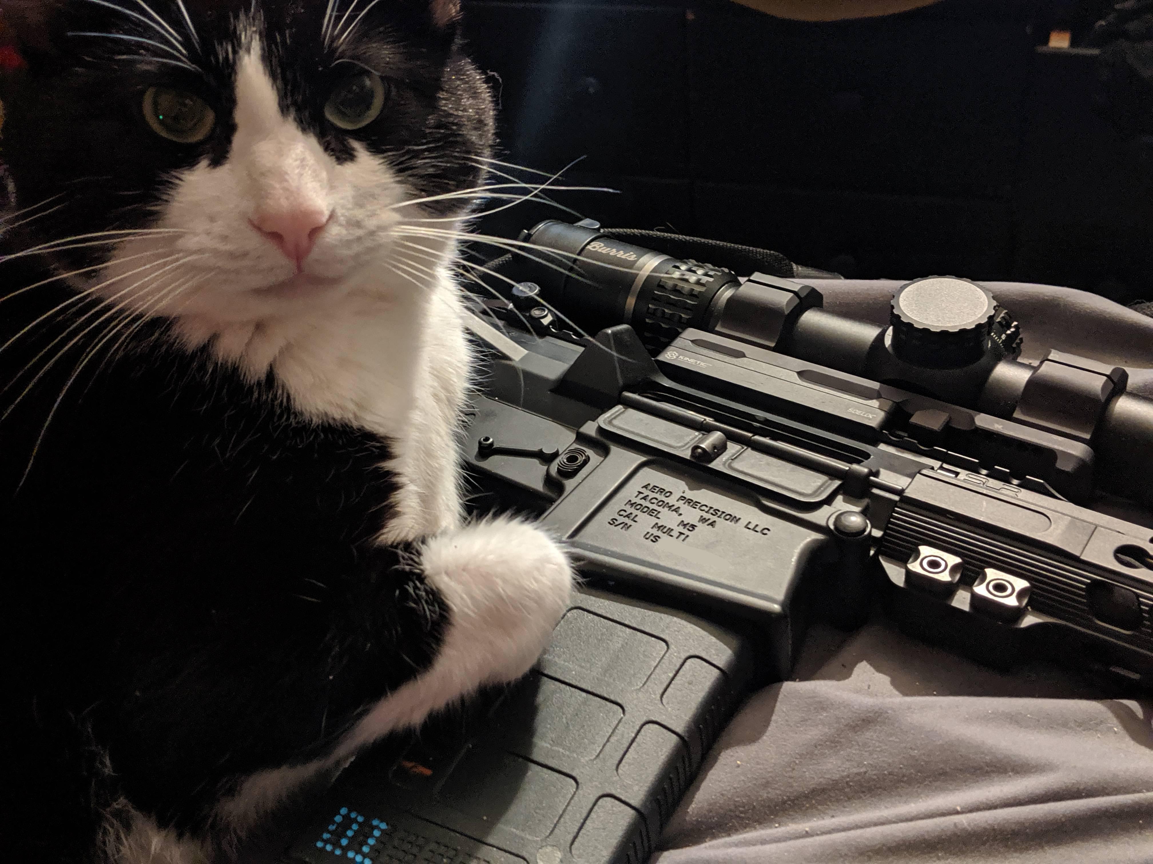 Gat cat ready for the weekend | Scrolller