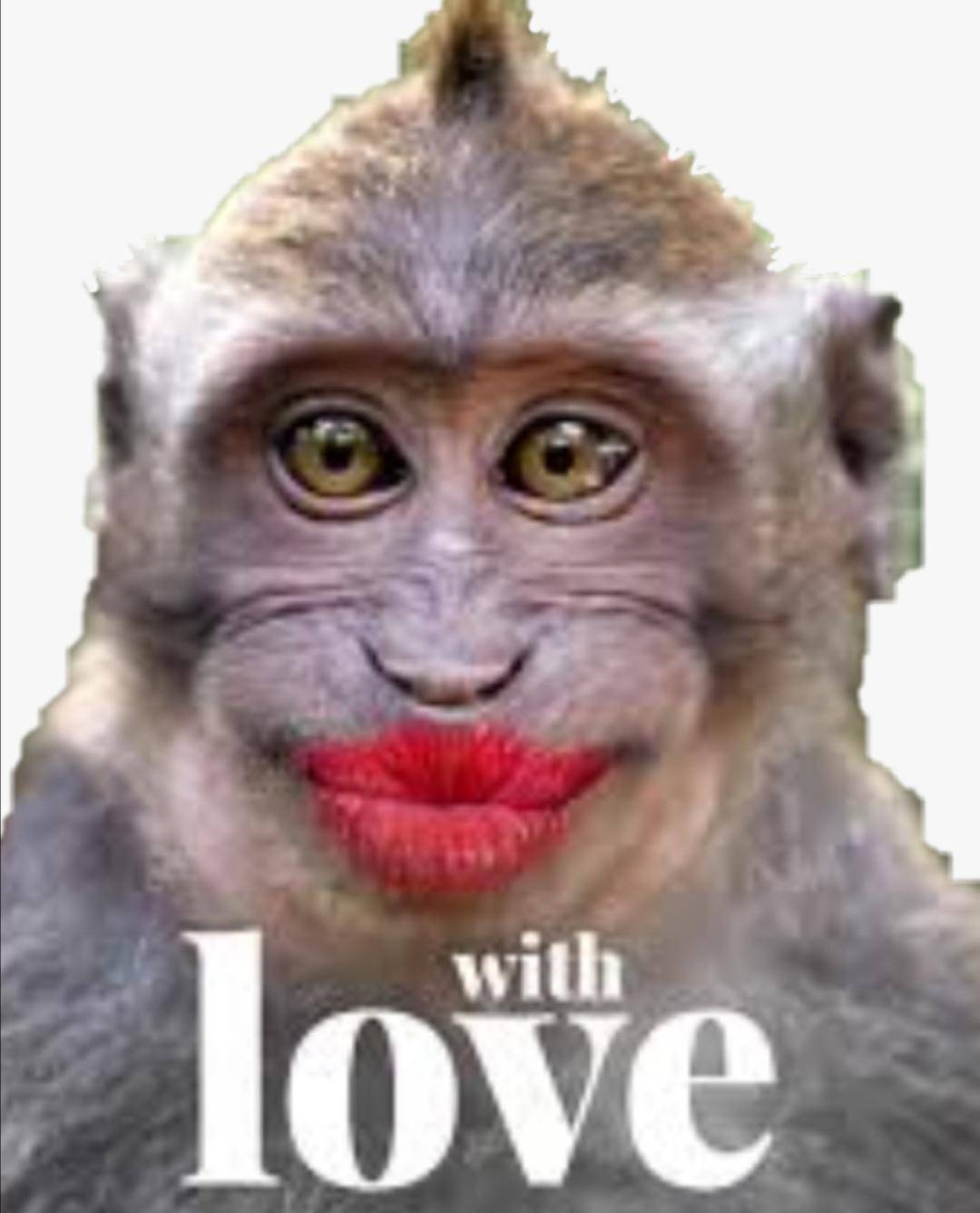 gay monke | Scrolller