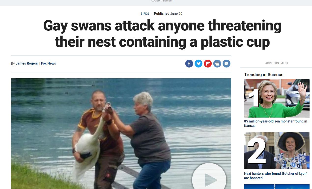Gay Swan Attack | Scrolller