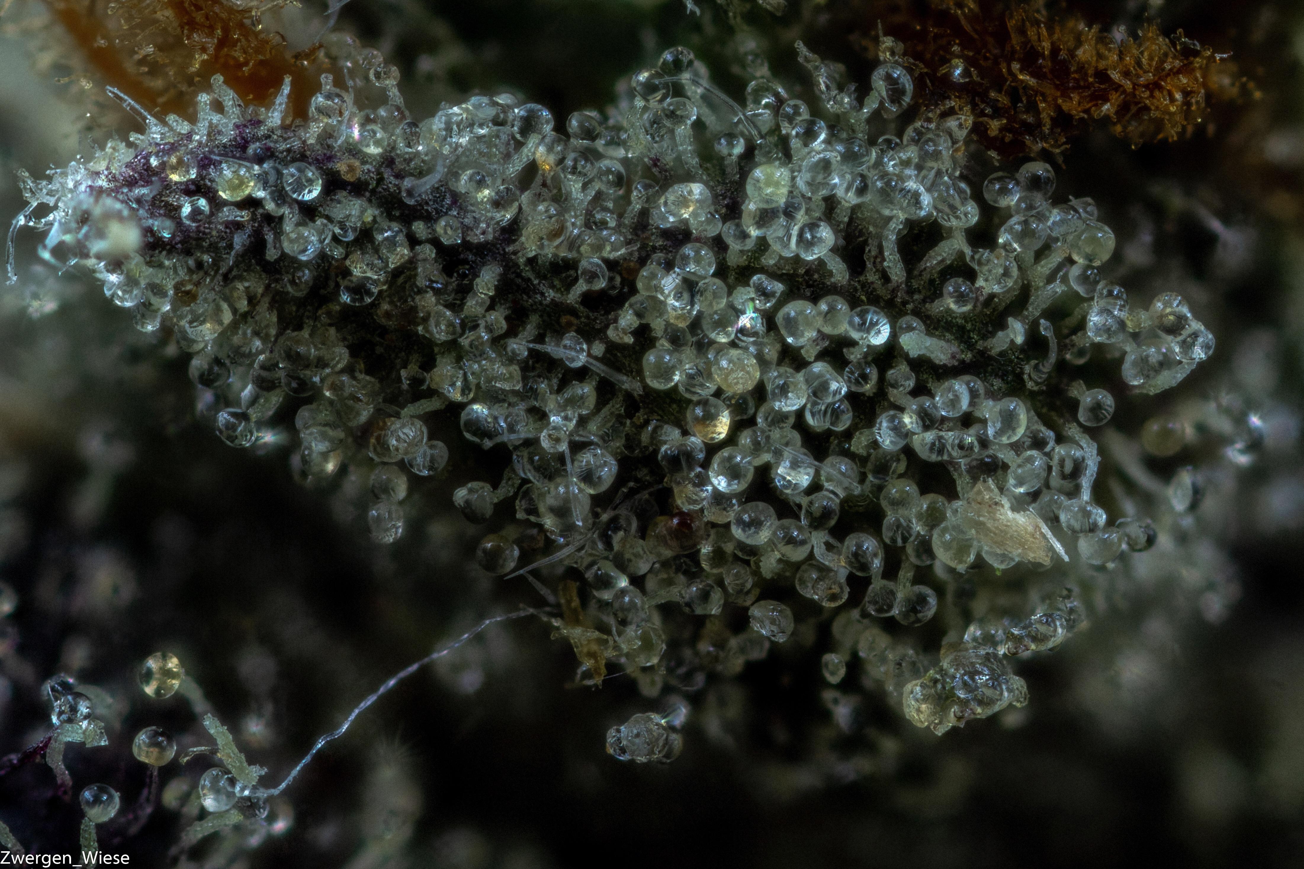 Gelato 33 S1 i took about 125 pictures to get this image. | Scrolller