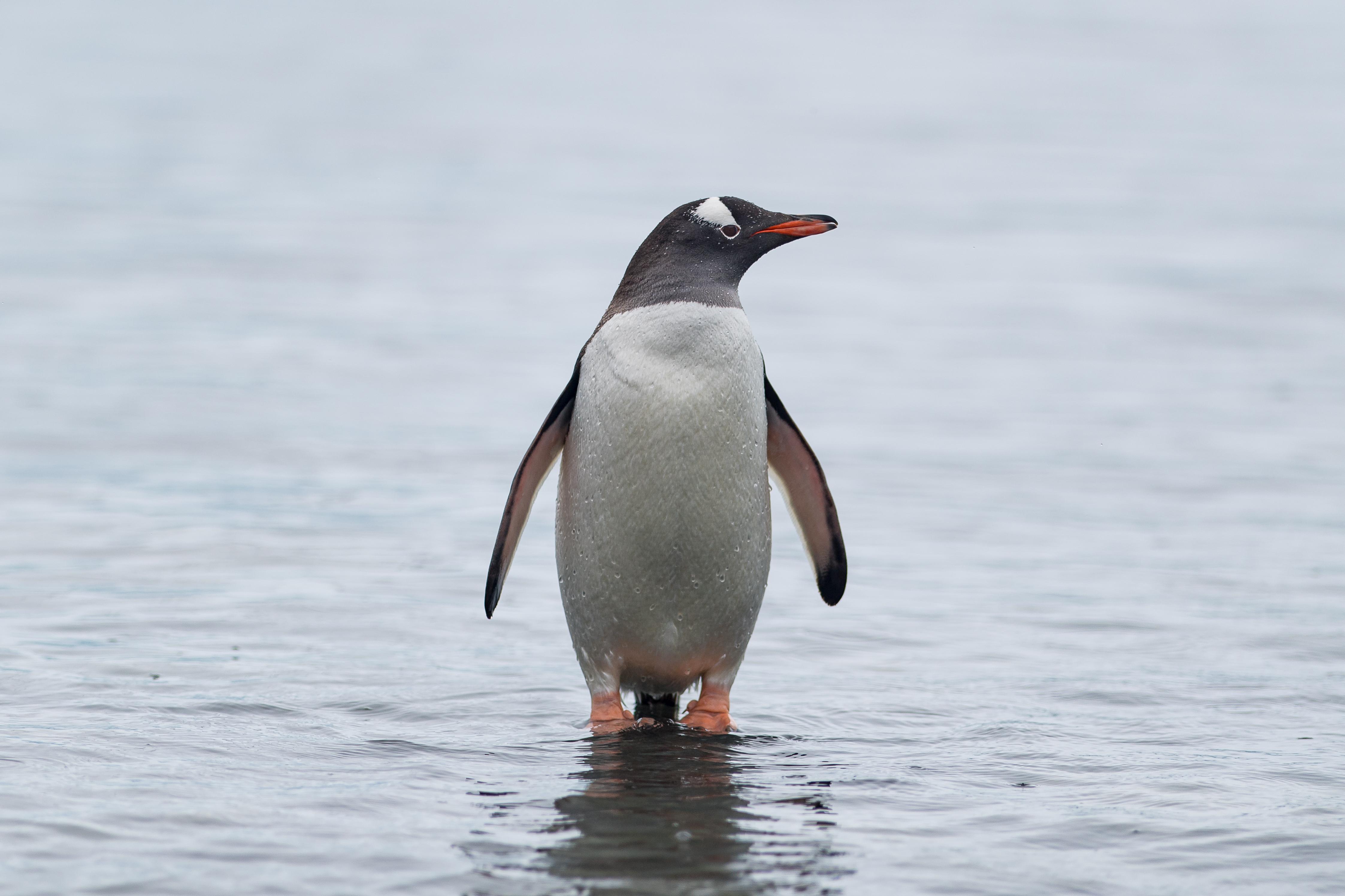 Gentoo emerging from the waters around Port Lockroy [OC] | Scrolller