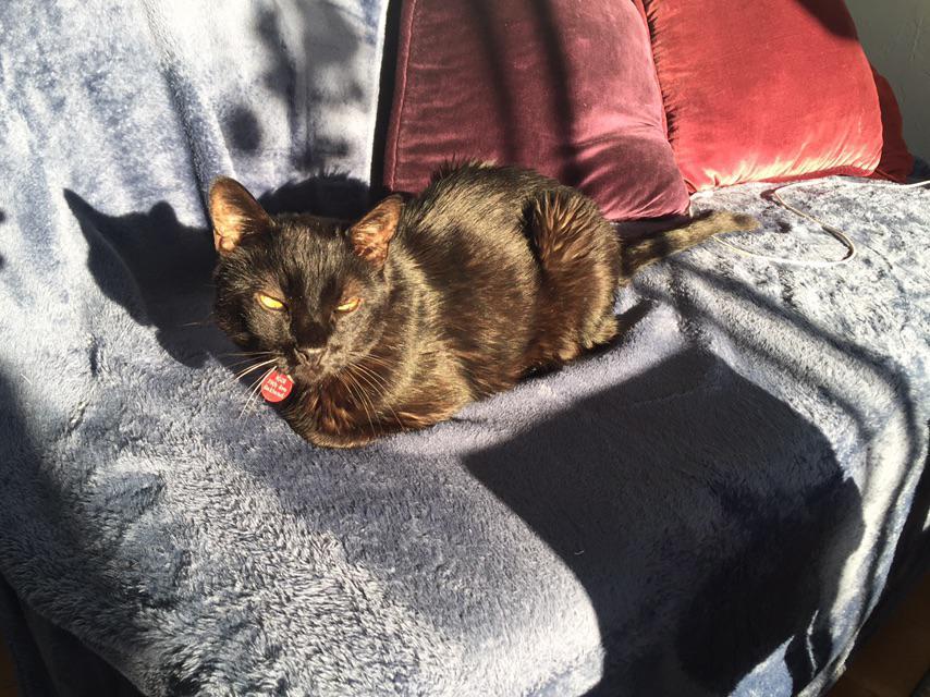 George enjoying the sun - hang in there buddy - Sweet 16 in 2 months ...