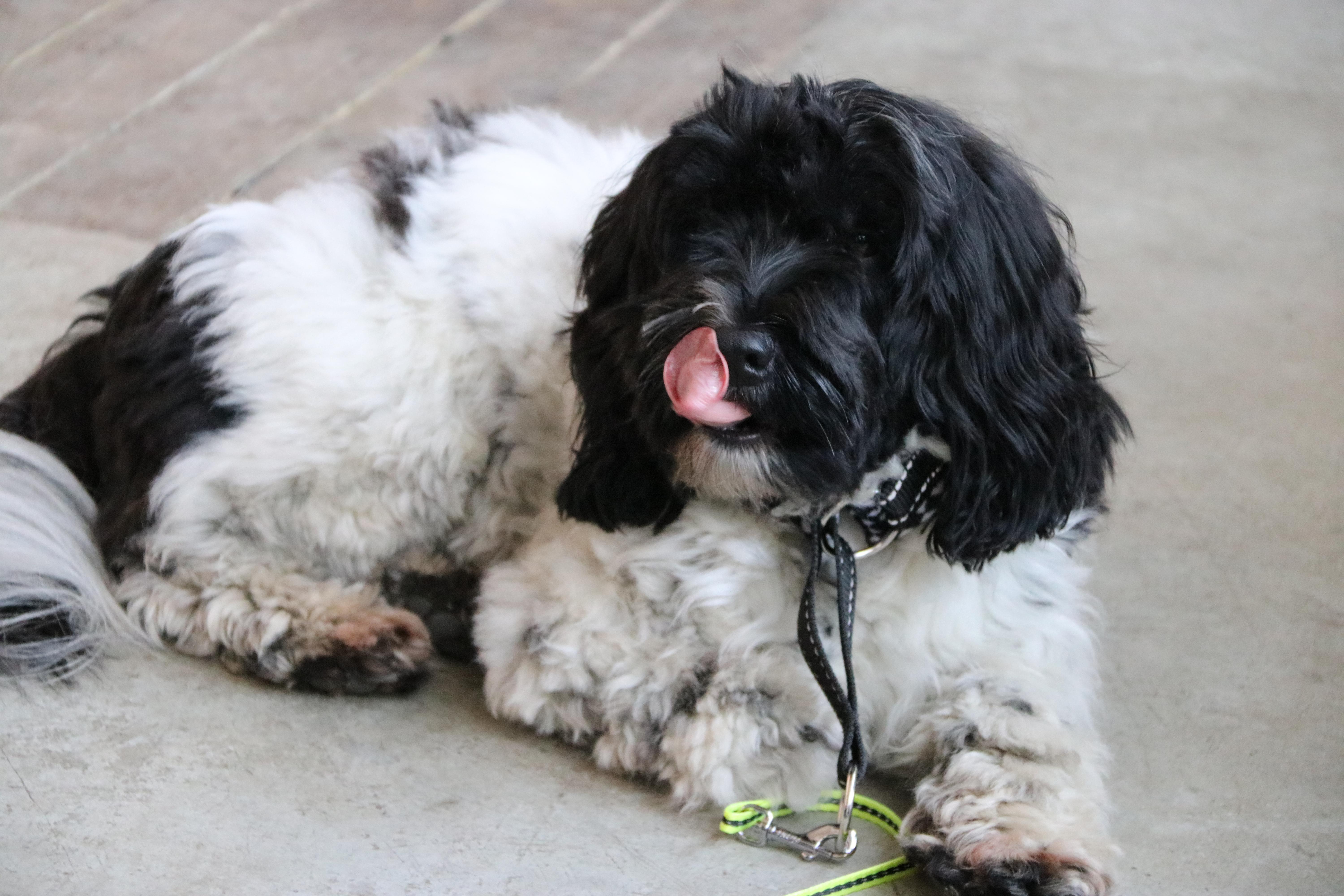 Georgie and his tongue. Mlep. | Scrolller