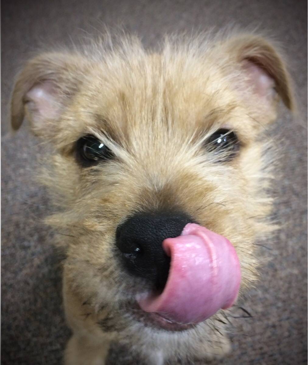 Georgie licks | Scrolller