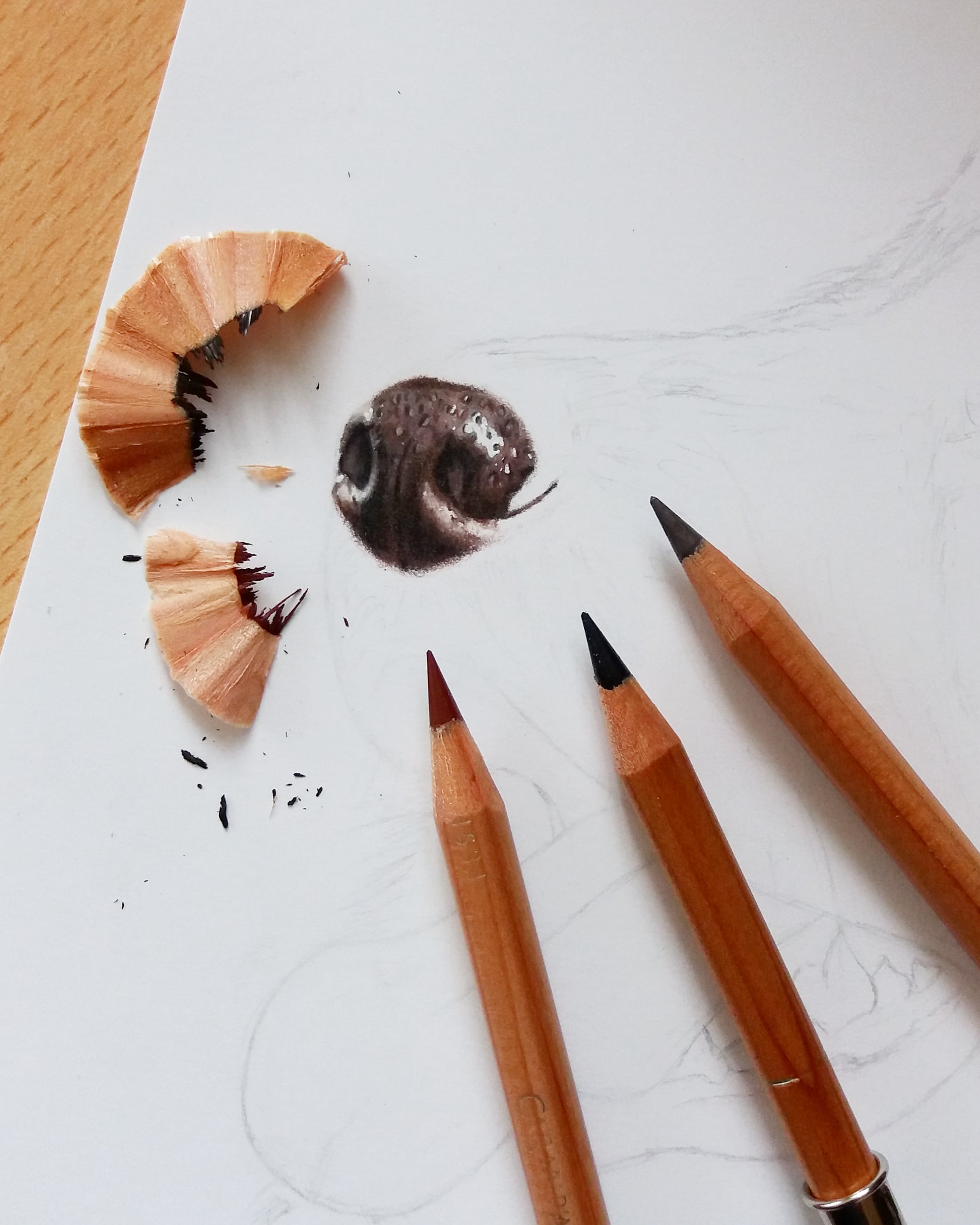 German Shepherd drawing, WIP | Scrolller