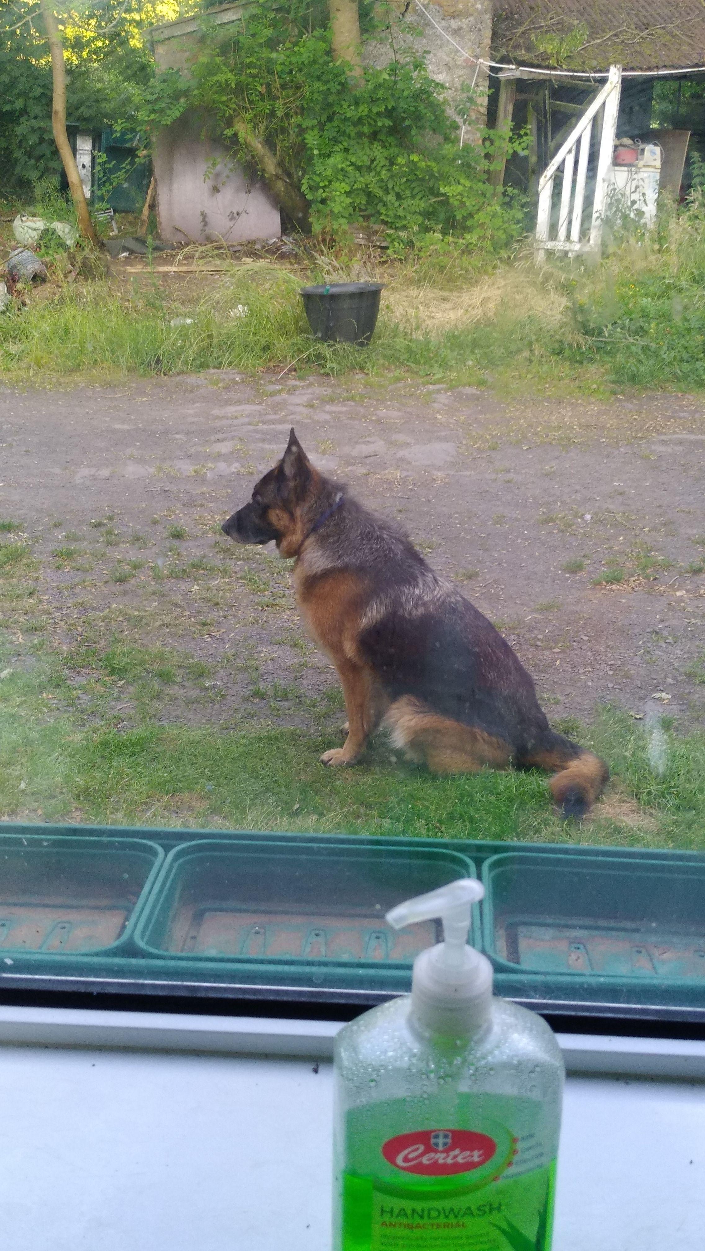 Gerry guarding the house | Scrolller