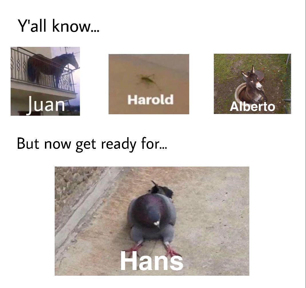 Invest in Hans | Scrolller