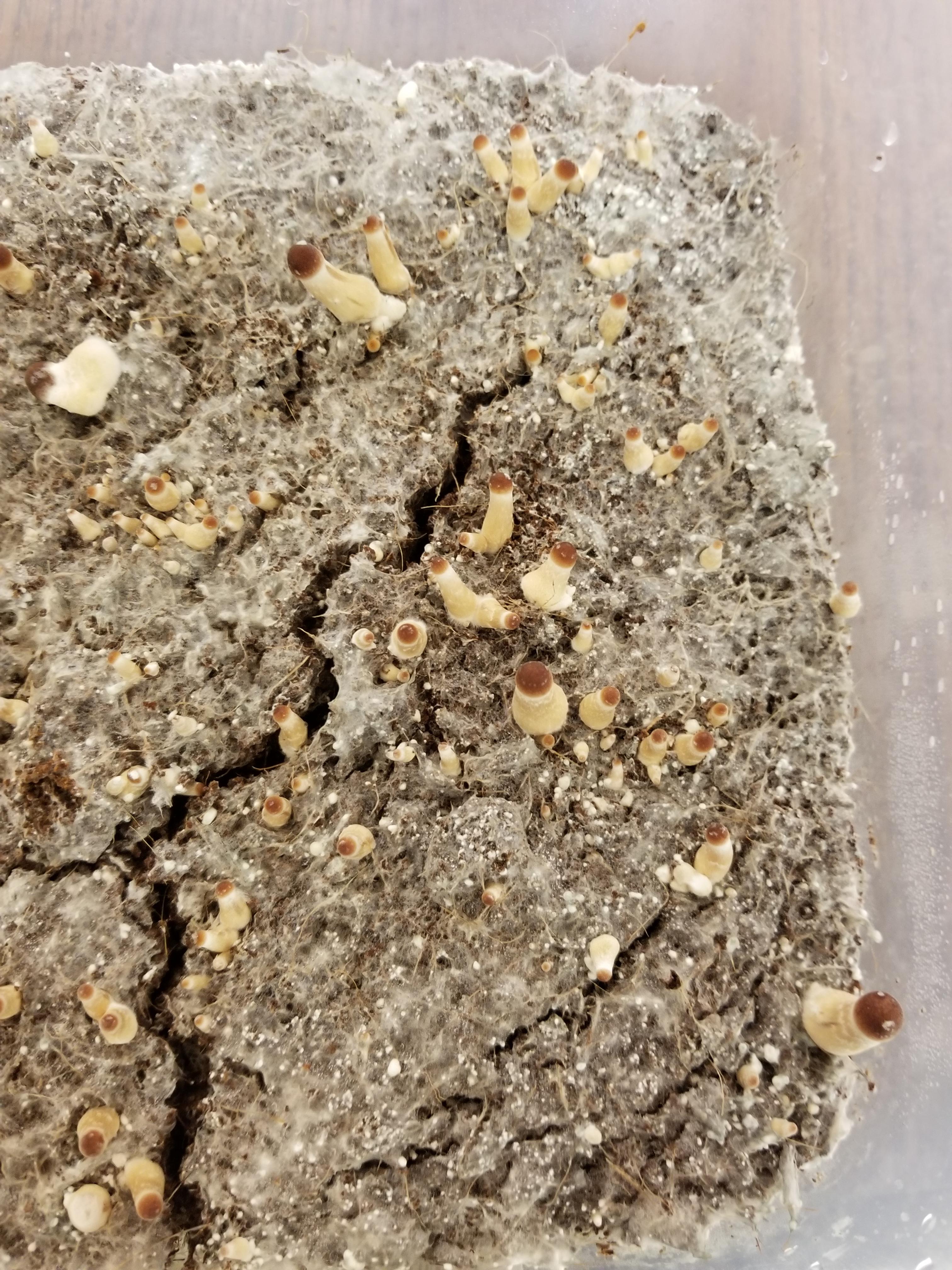 Getting closer, how they looking? | Scrolller