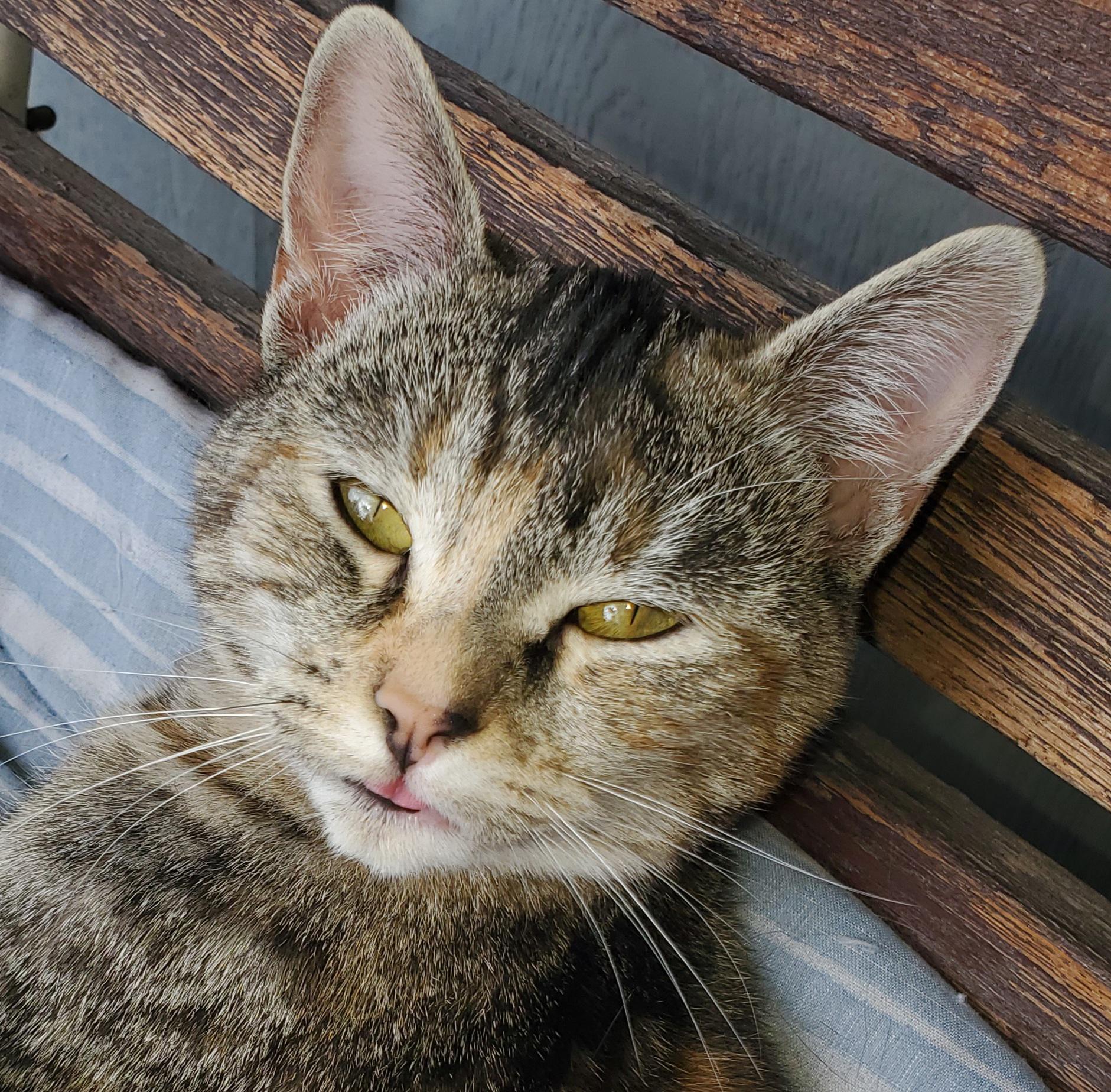 Getting pet micro blep. | Scrolller