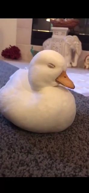 Getting sleepy | Scrolller