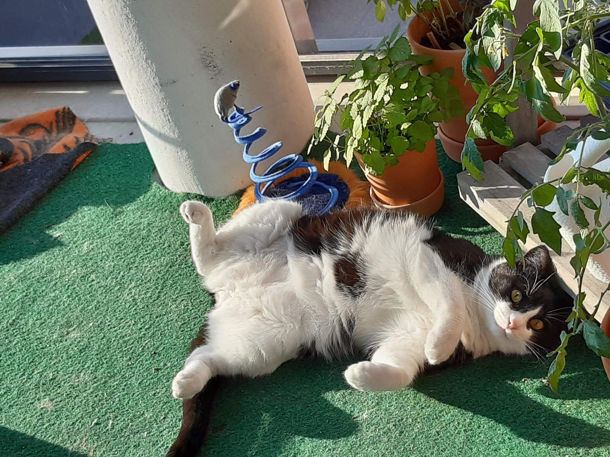 Getting some much-needed sun on his tum. | Scrolller