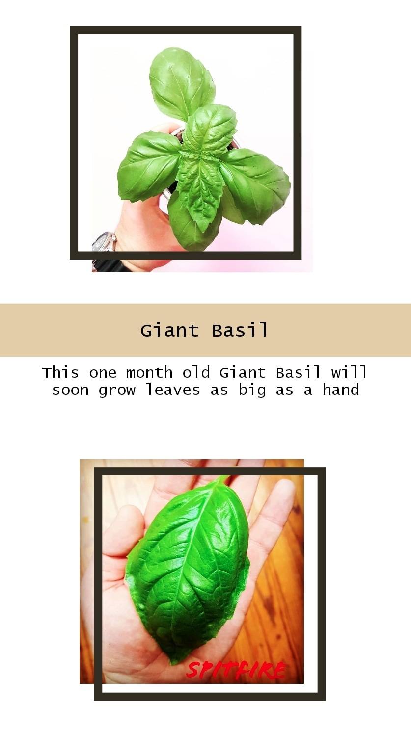 Giant Basil | Scrolller
