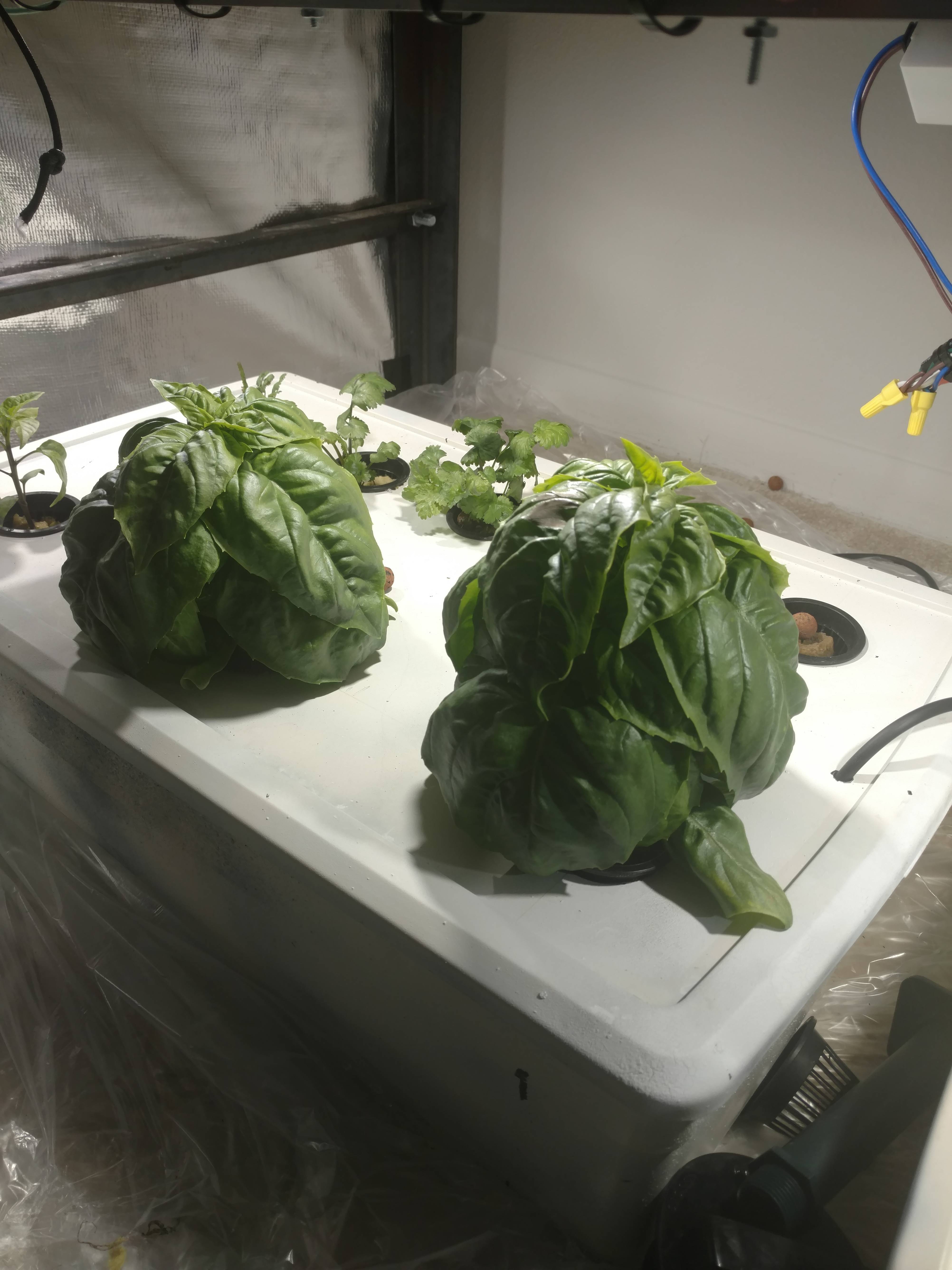 Giant basil! | Scrolller