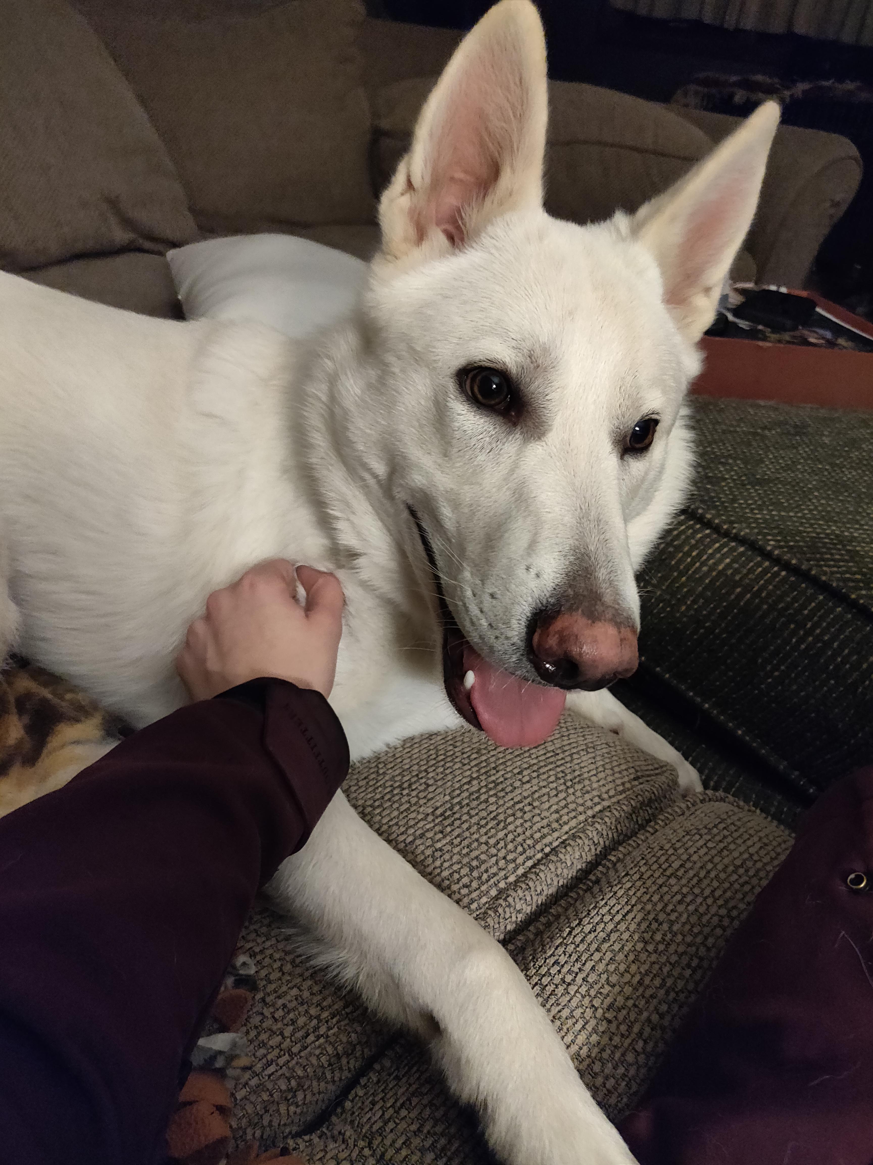 Giant boye | Scrolller