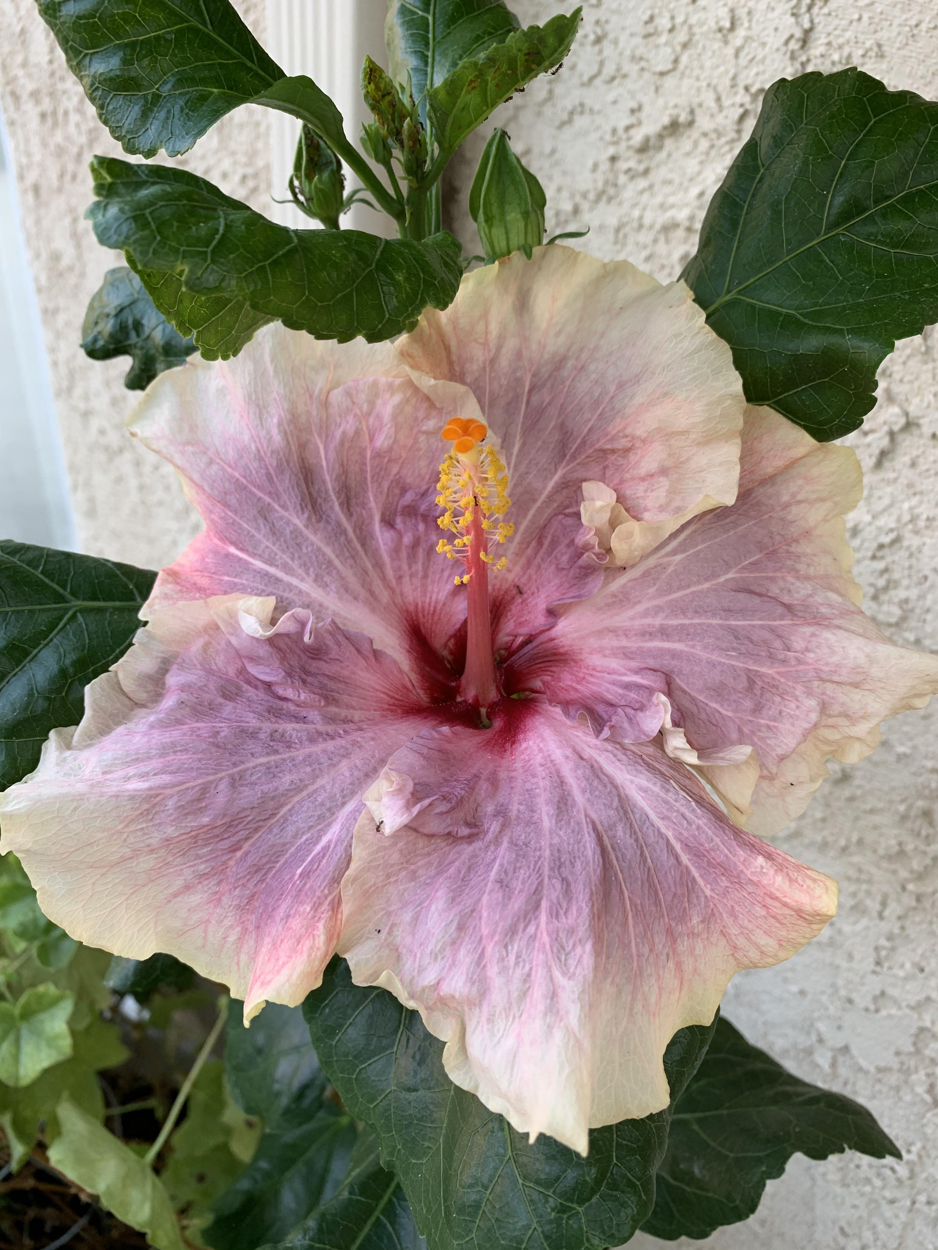 Giant Hibiscus 'Marie Antoinette’ | Scrolller