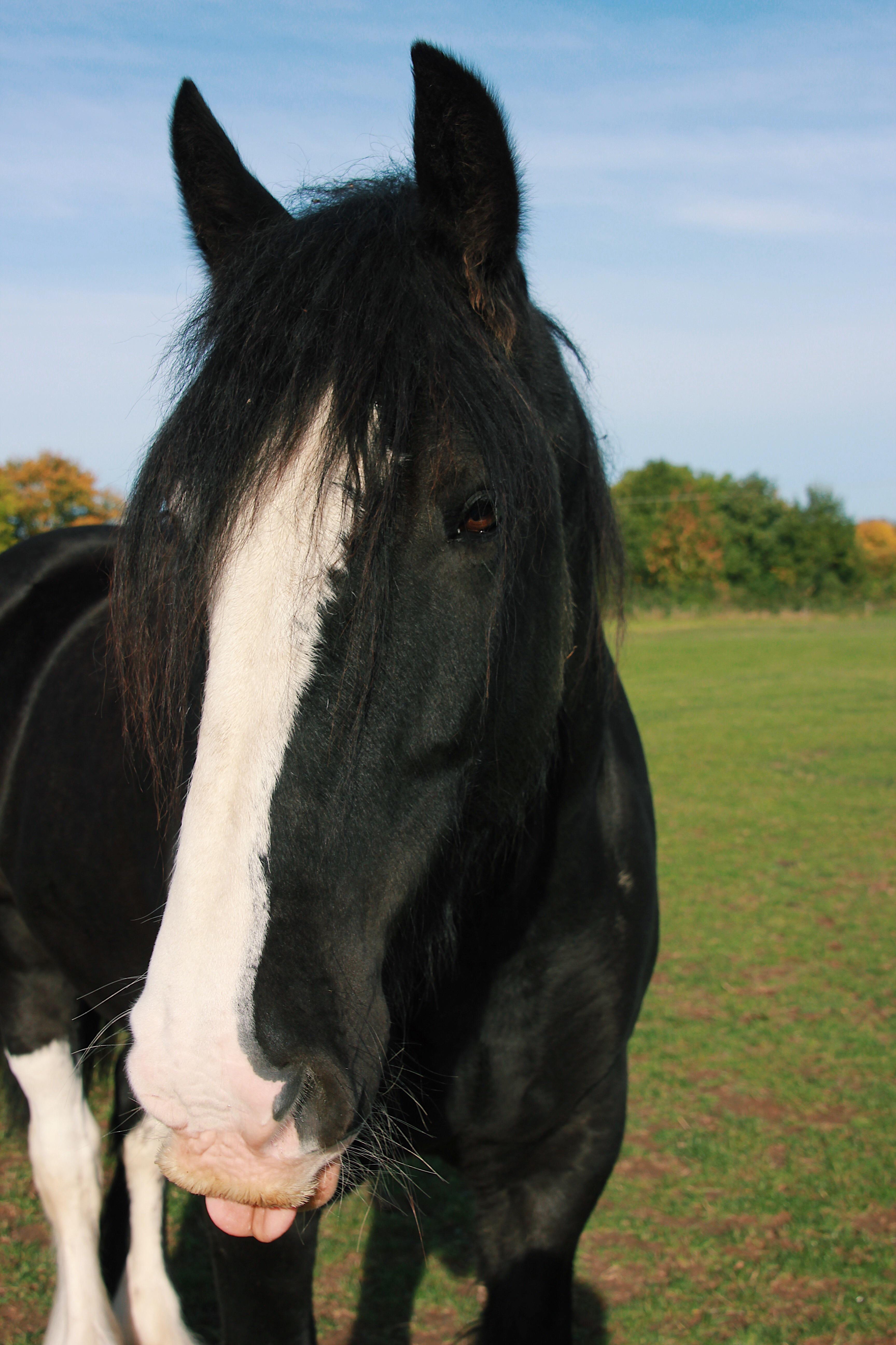 Giant mlem | Scrolller