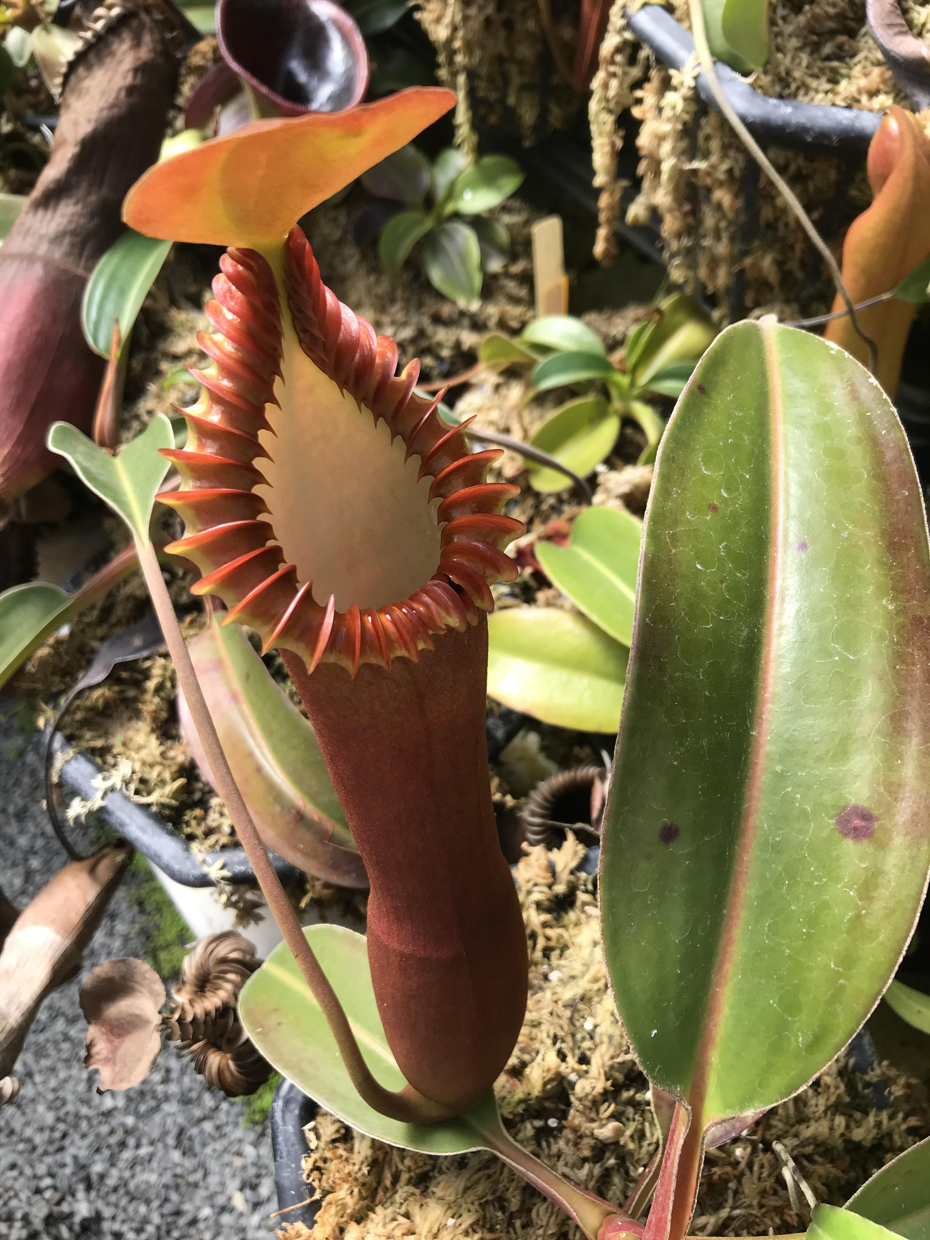 Giant Nepenthes at California Carnivores | Scrolller
