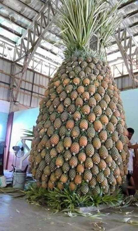 Giant Pineapple | Scrolller