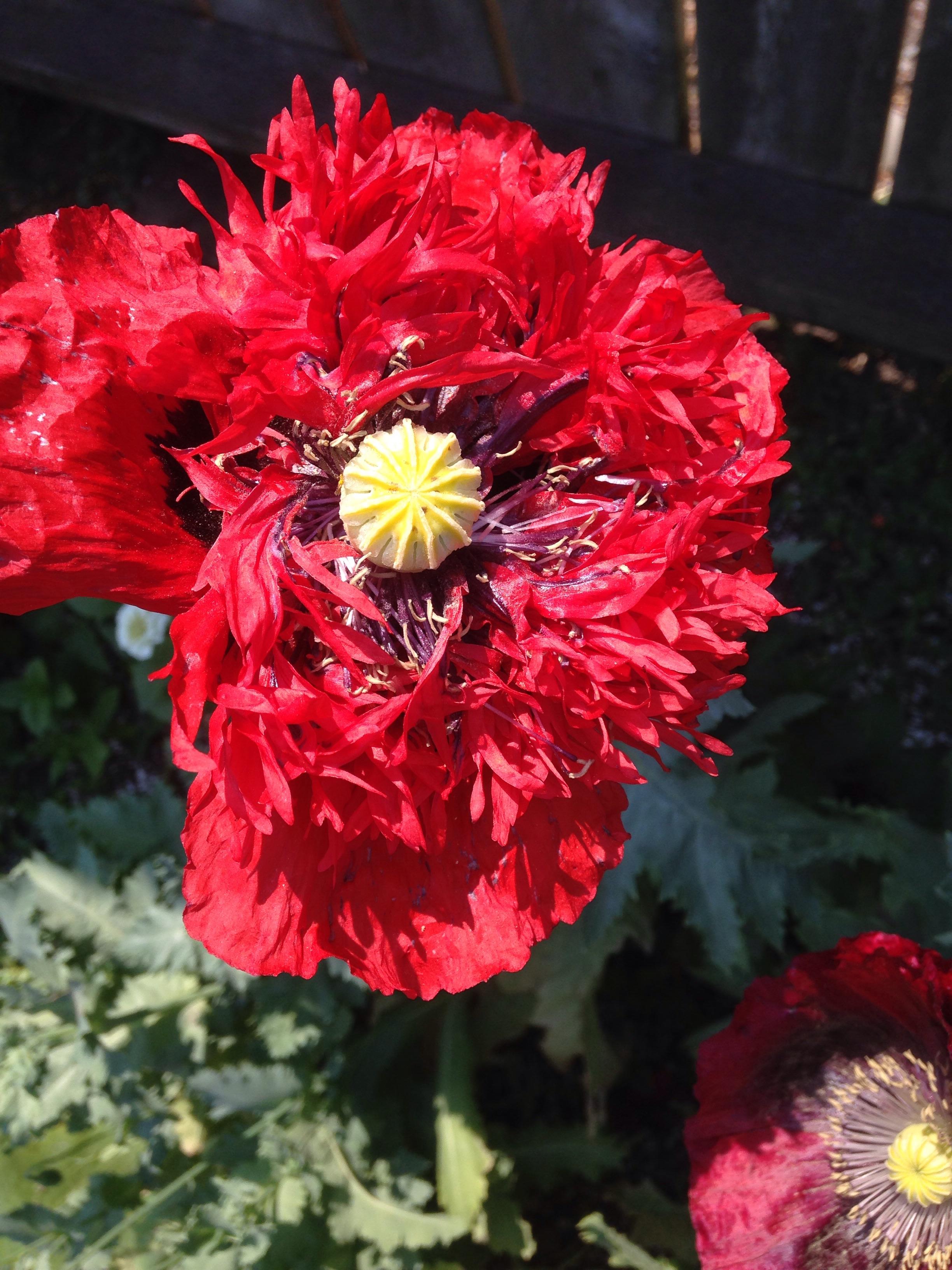 Giant poppy | Scrolller